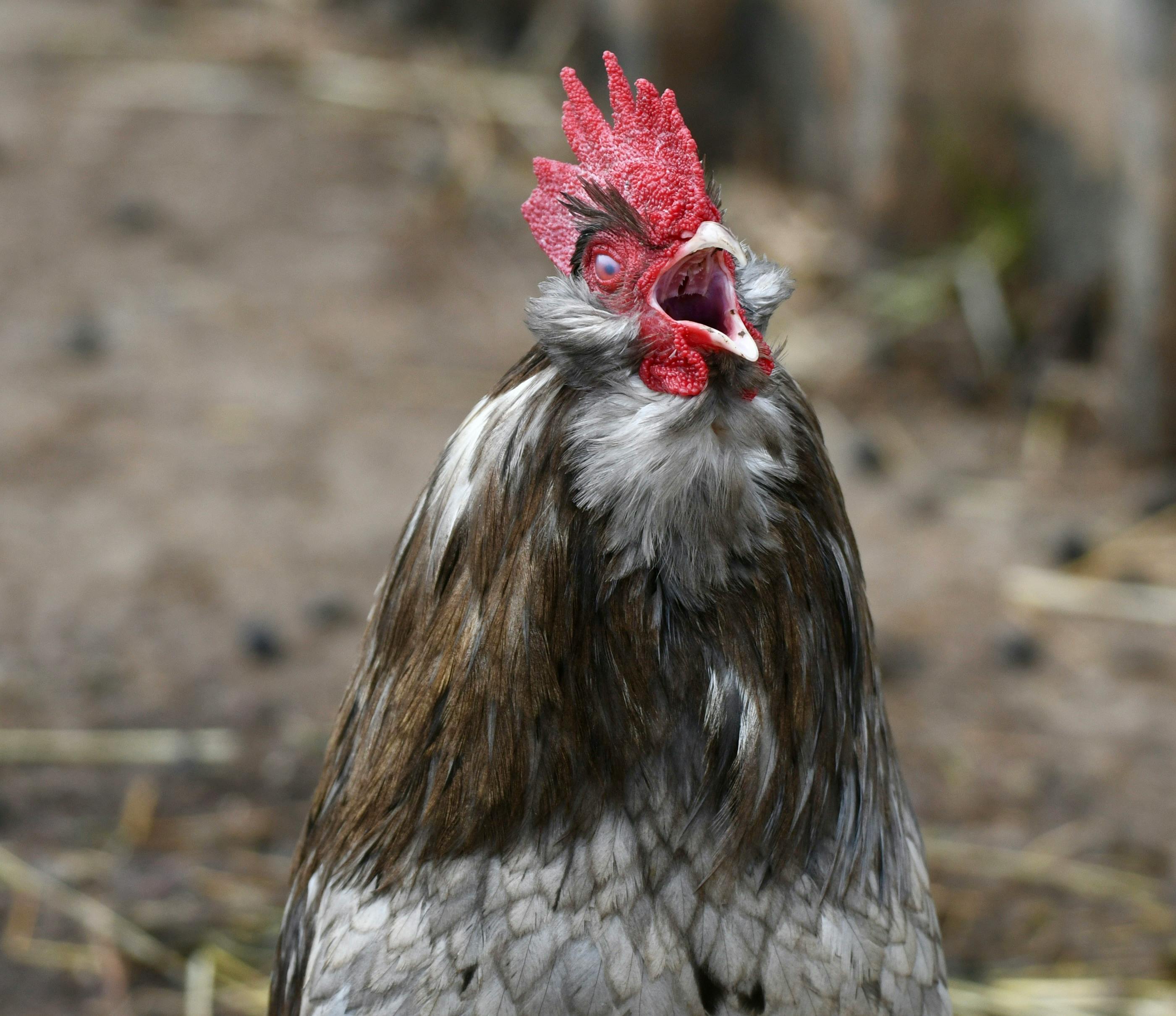 Close up of Hen · Free Stock Photo