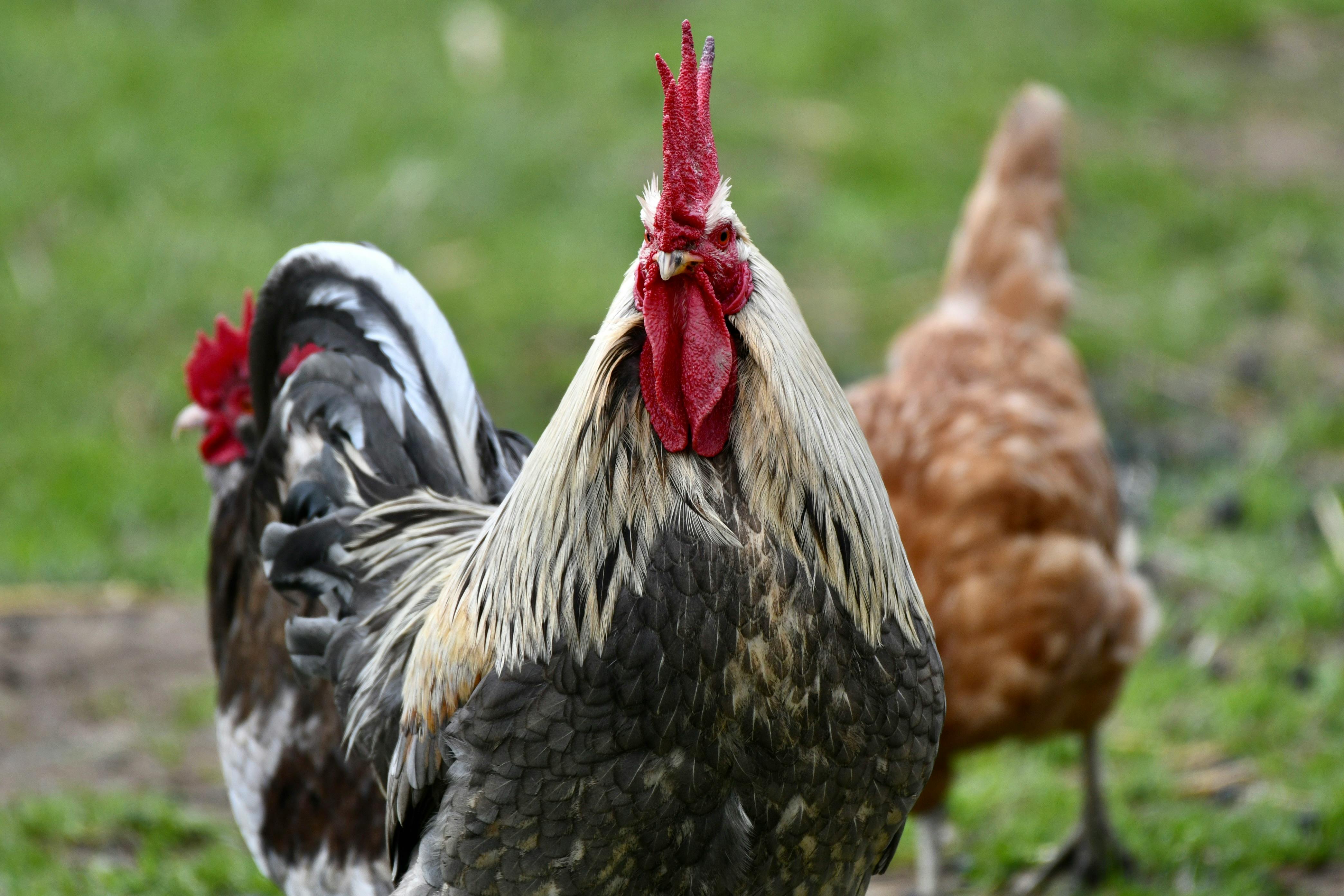 Close-up of Icelandic Rooster · Free Stock Photo