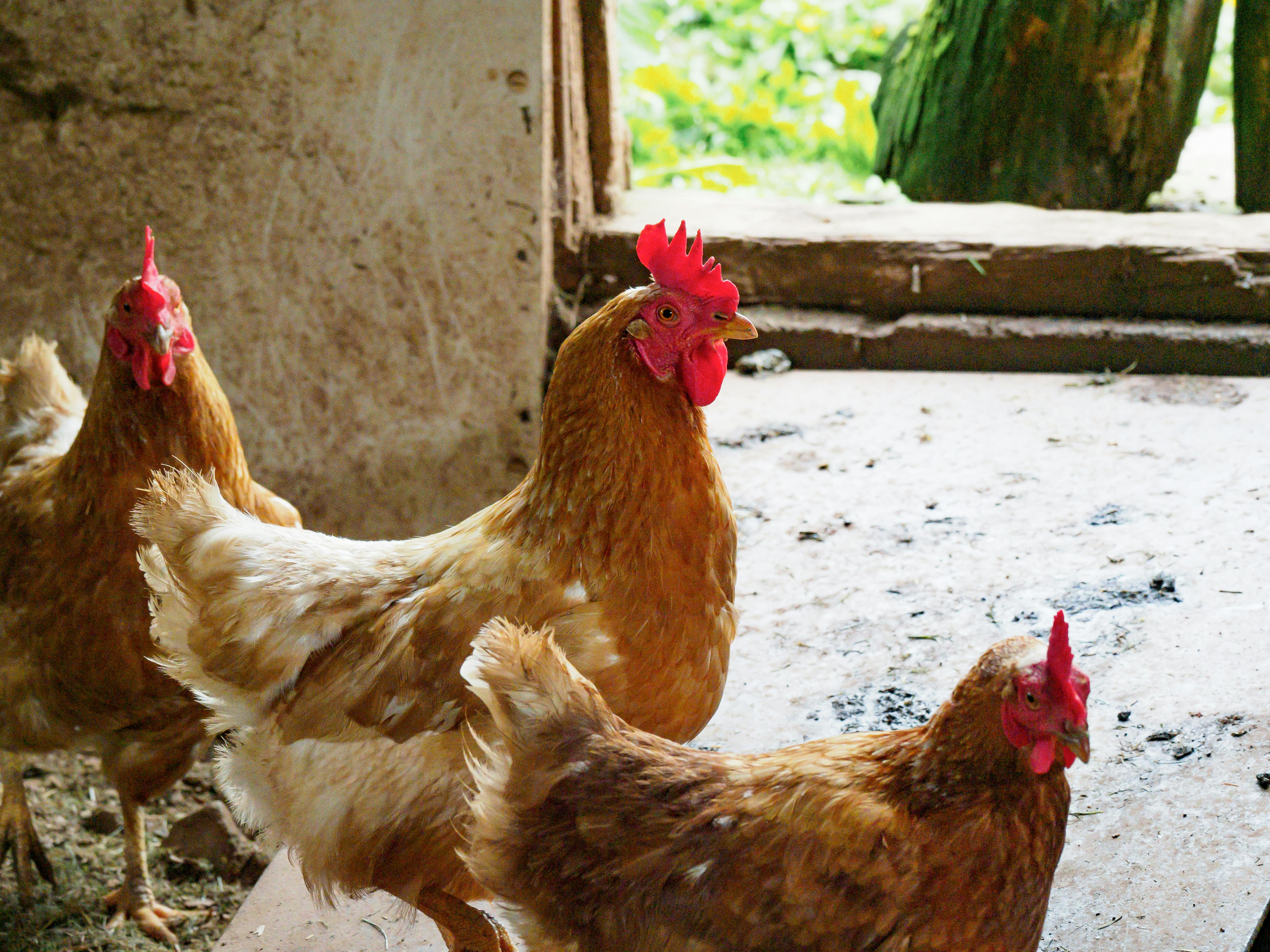 Hens near Wall · Free Stock Photo