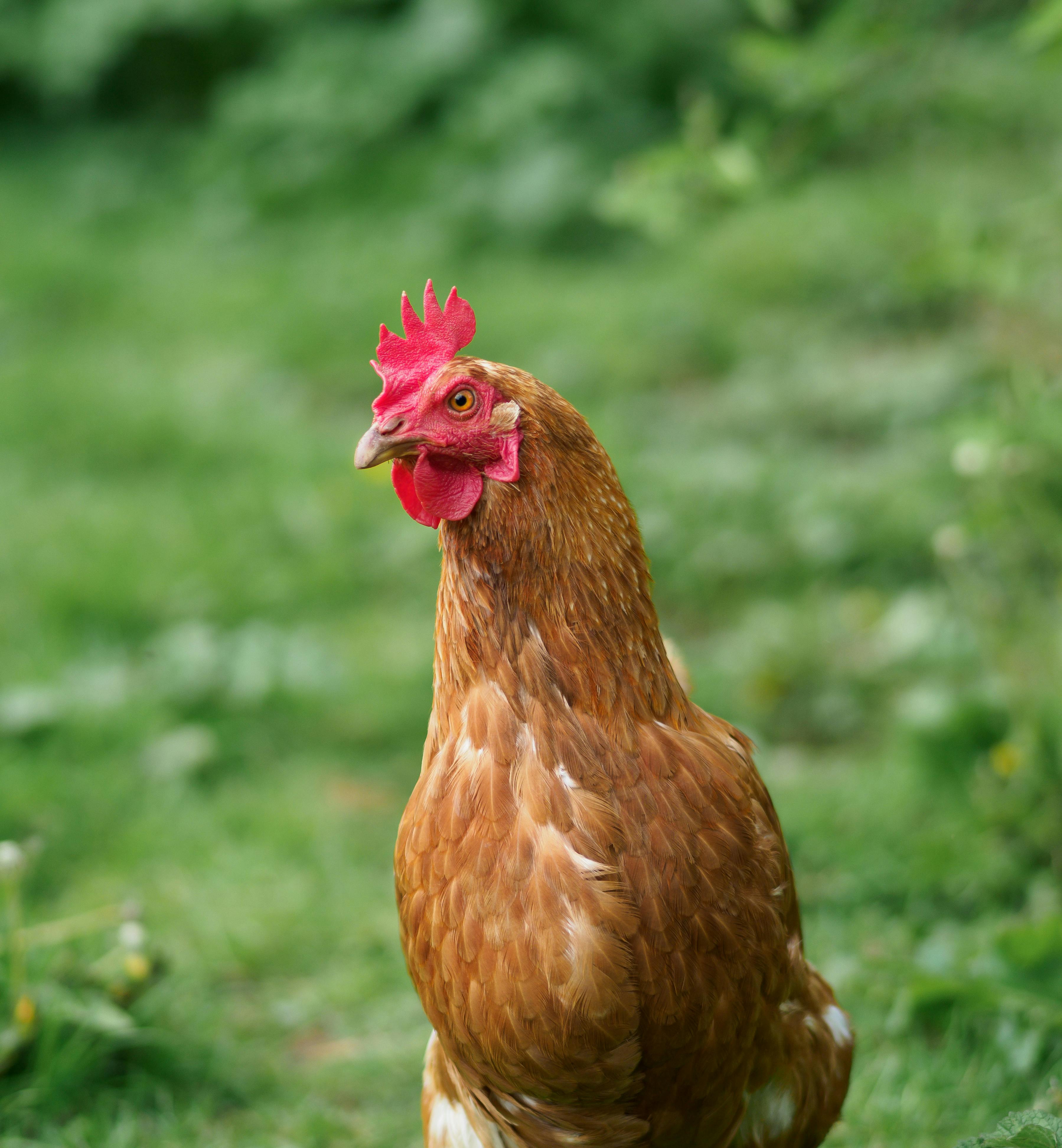 Portrait of Hen · Free Stock Photo