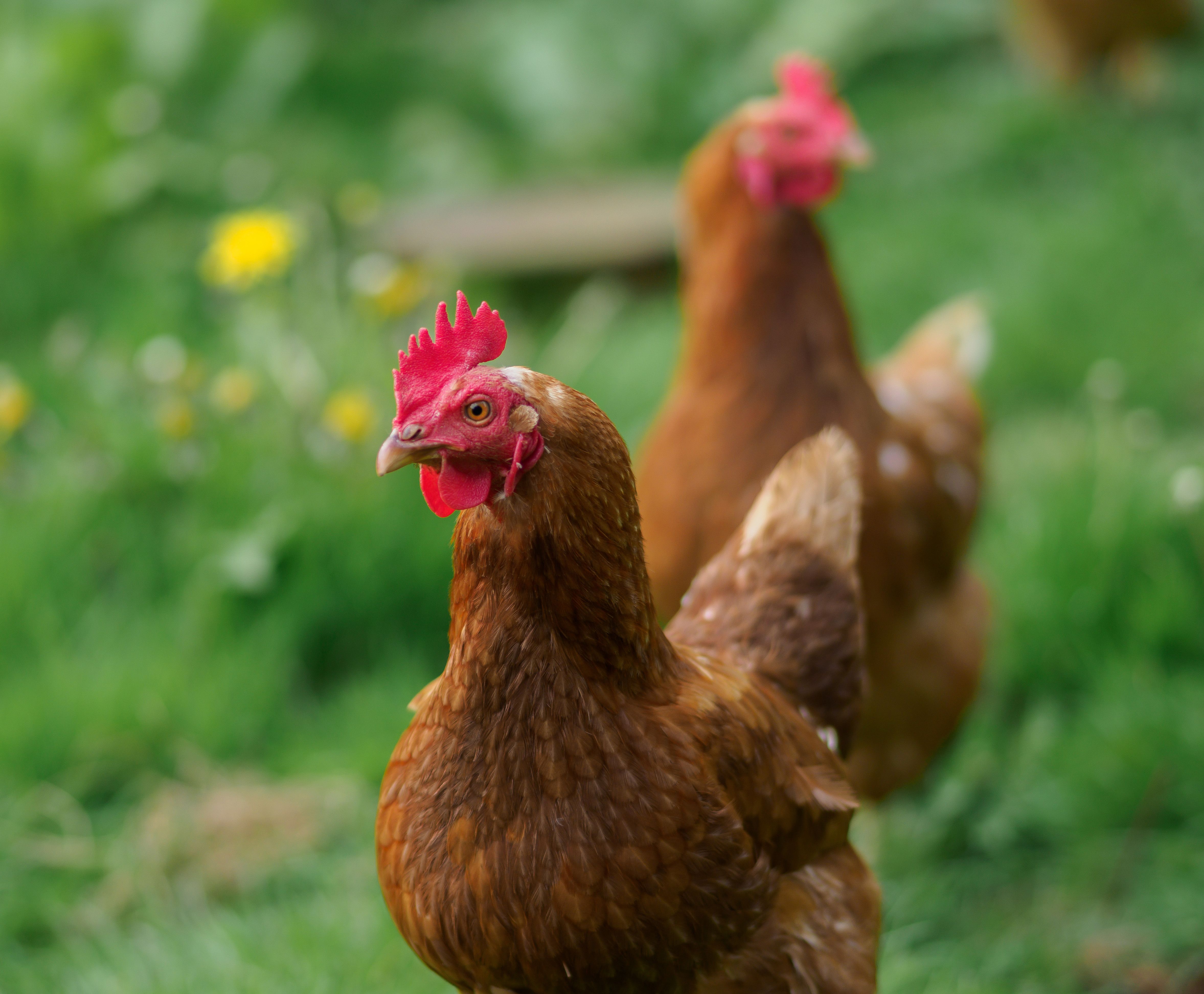 Two chickens standing in the grass with one on the left · Free Stock Photo