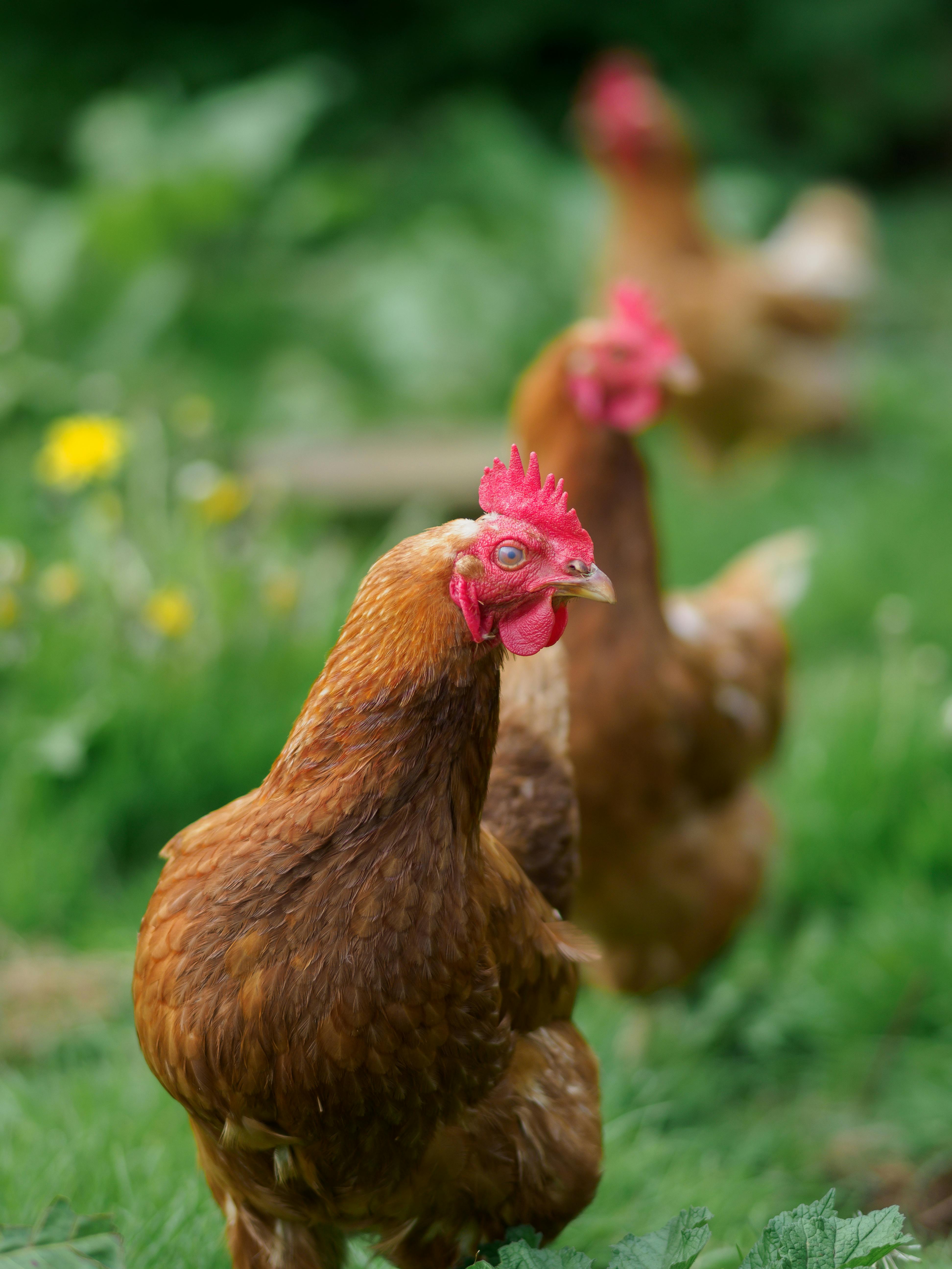 Chicken Cracklings Photos, Download The BEST Free Chicken Cracklings ...