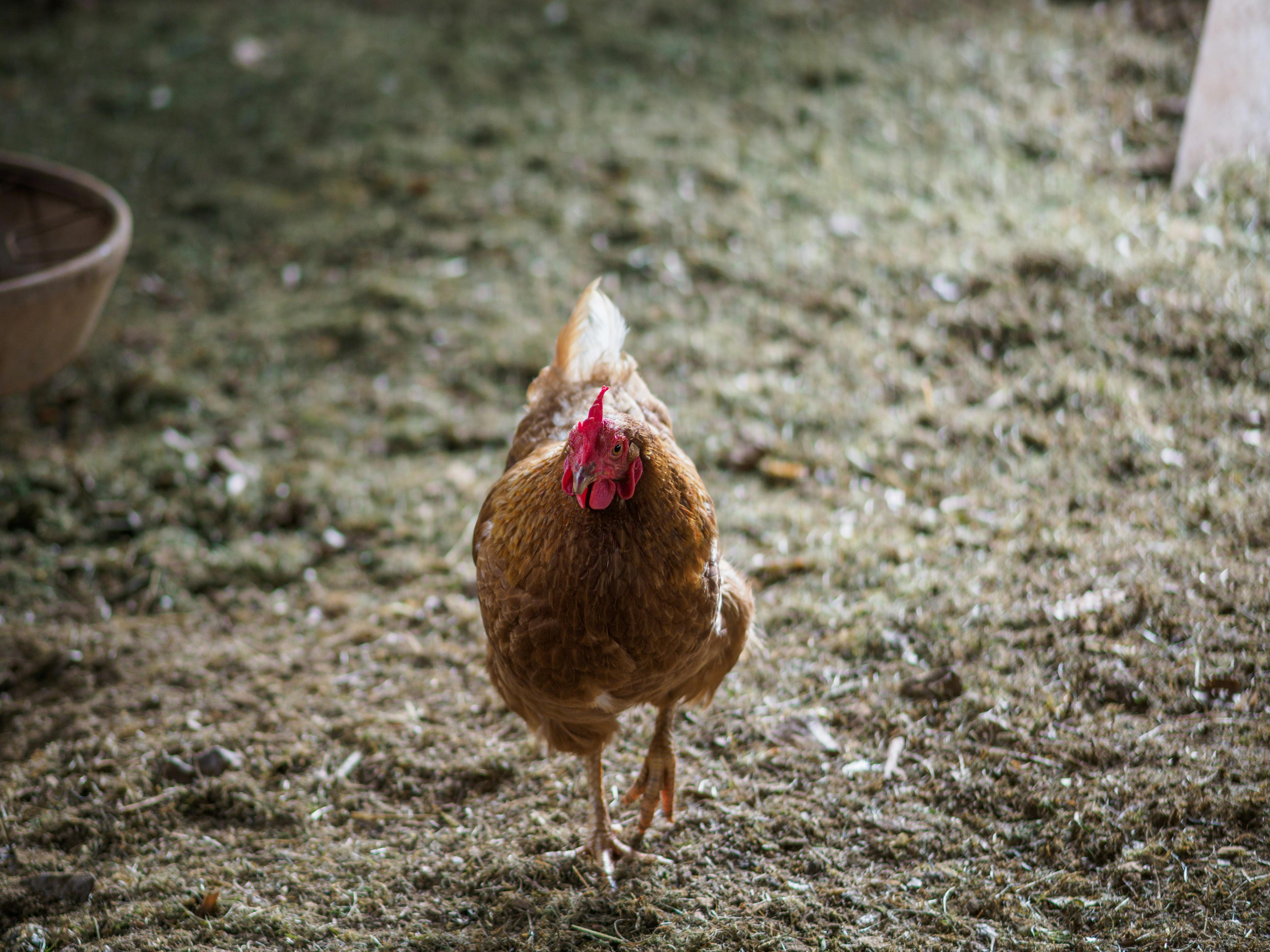 Animerede Hen Photos, Download The BEST Free Animerede Hen Stock Photos ...