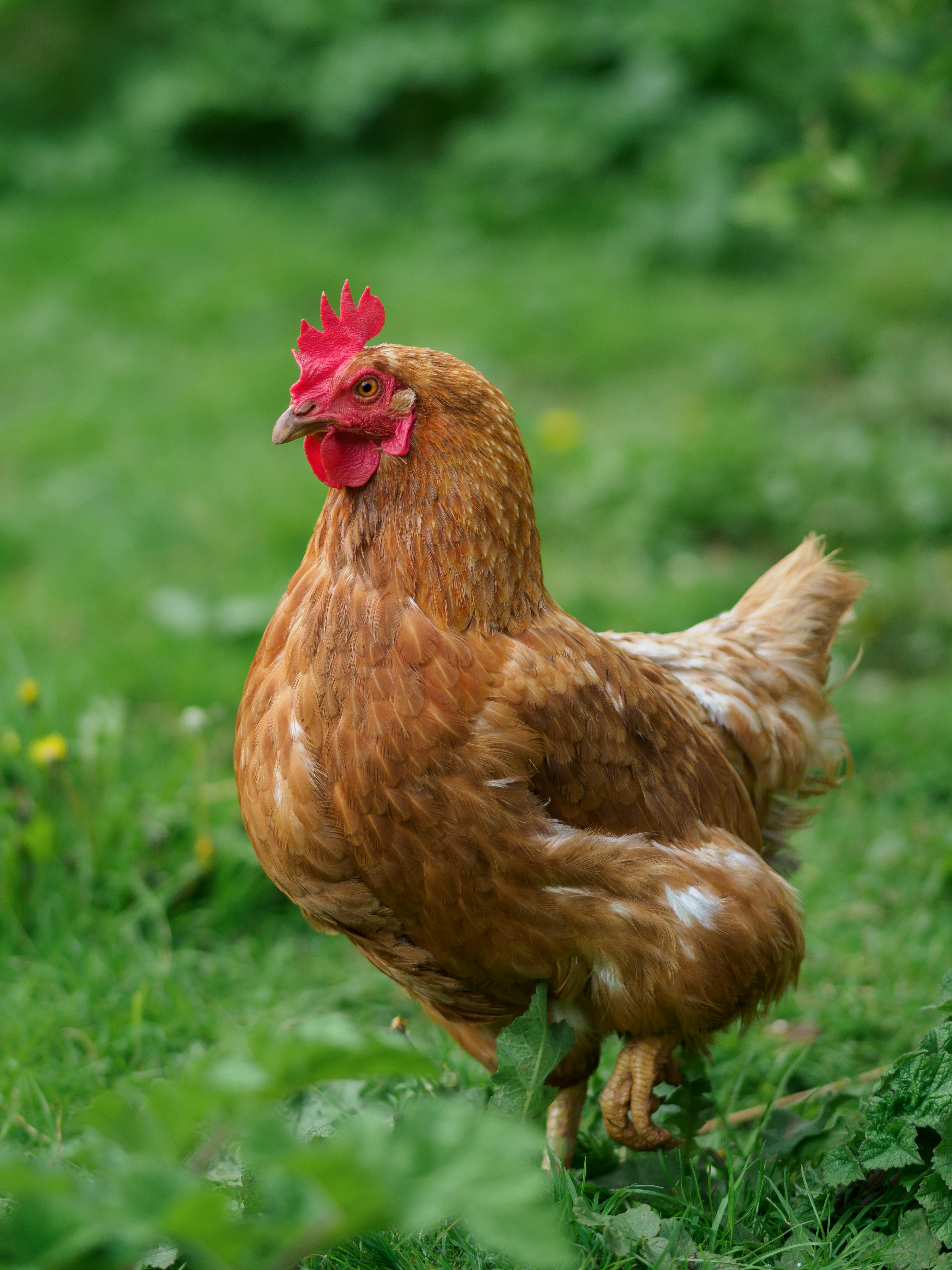 Close-up of a Hen on a Grass Field · Free Stock Photo