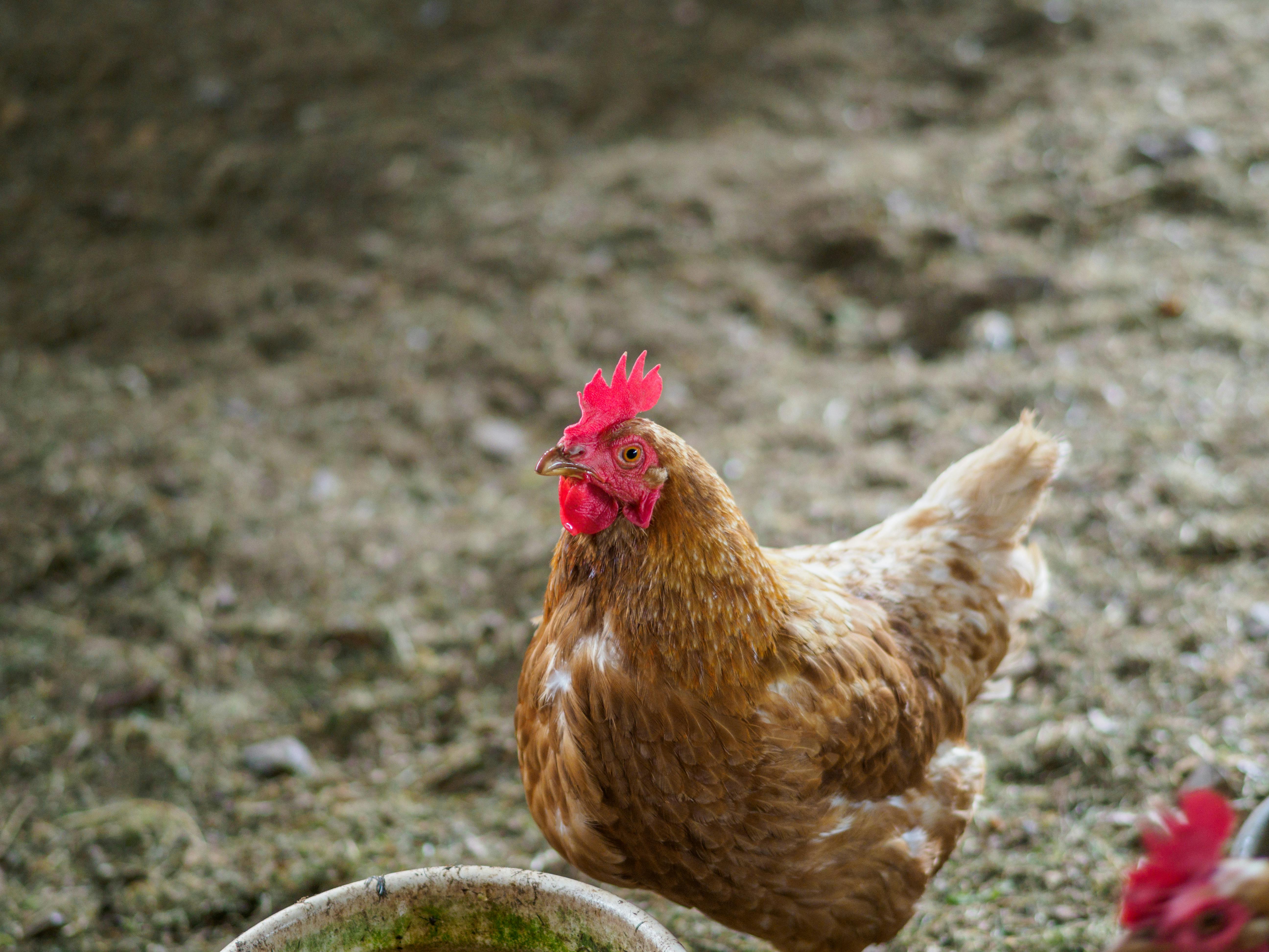 Close-up of a Hen on a Farm · Free Stock Photo