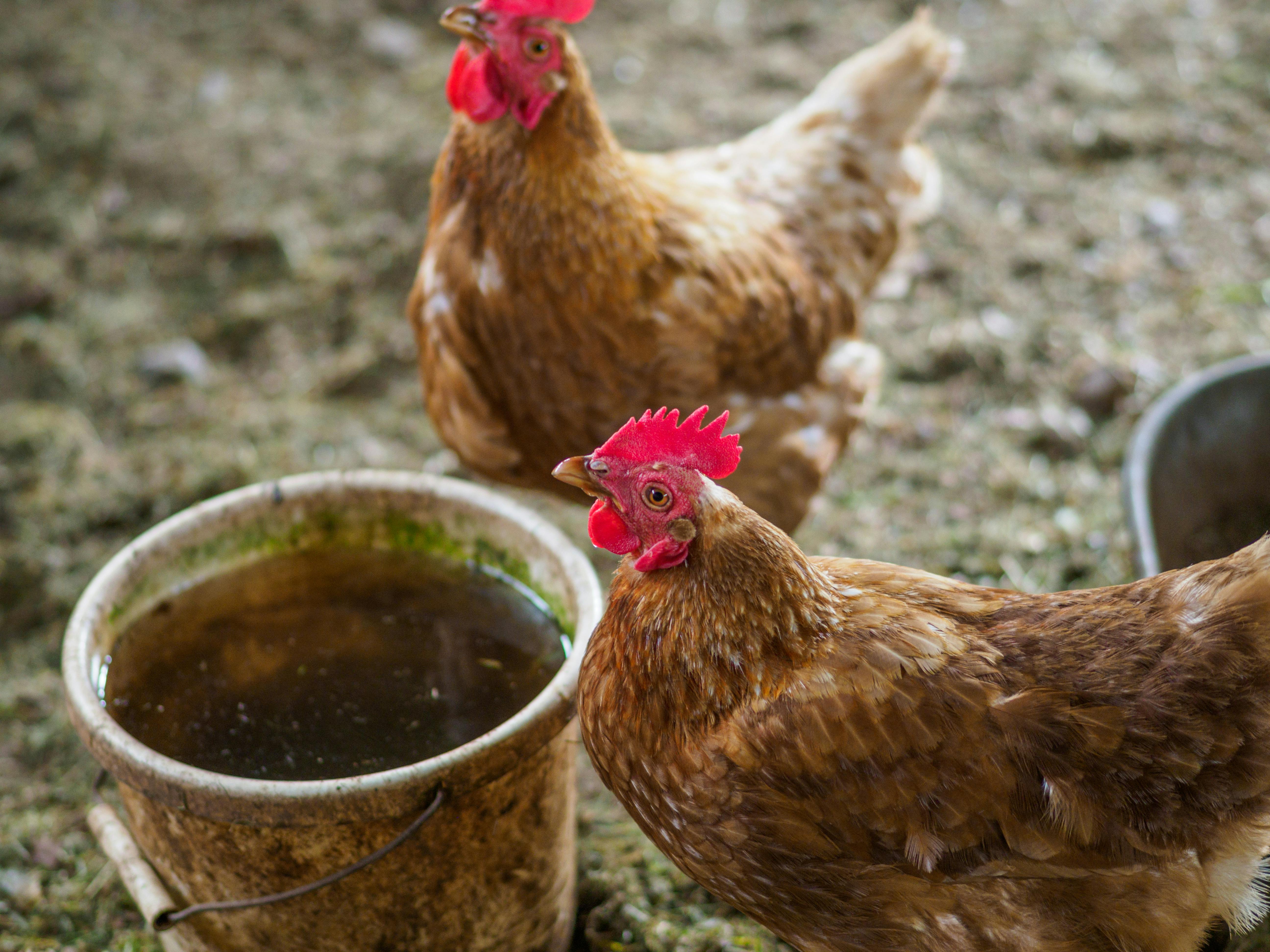 Hen Drinking Water Photos, Download The BEST Free Hen Drinking Water ...