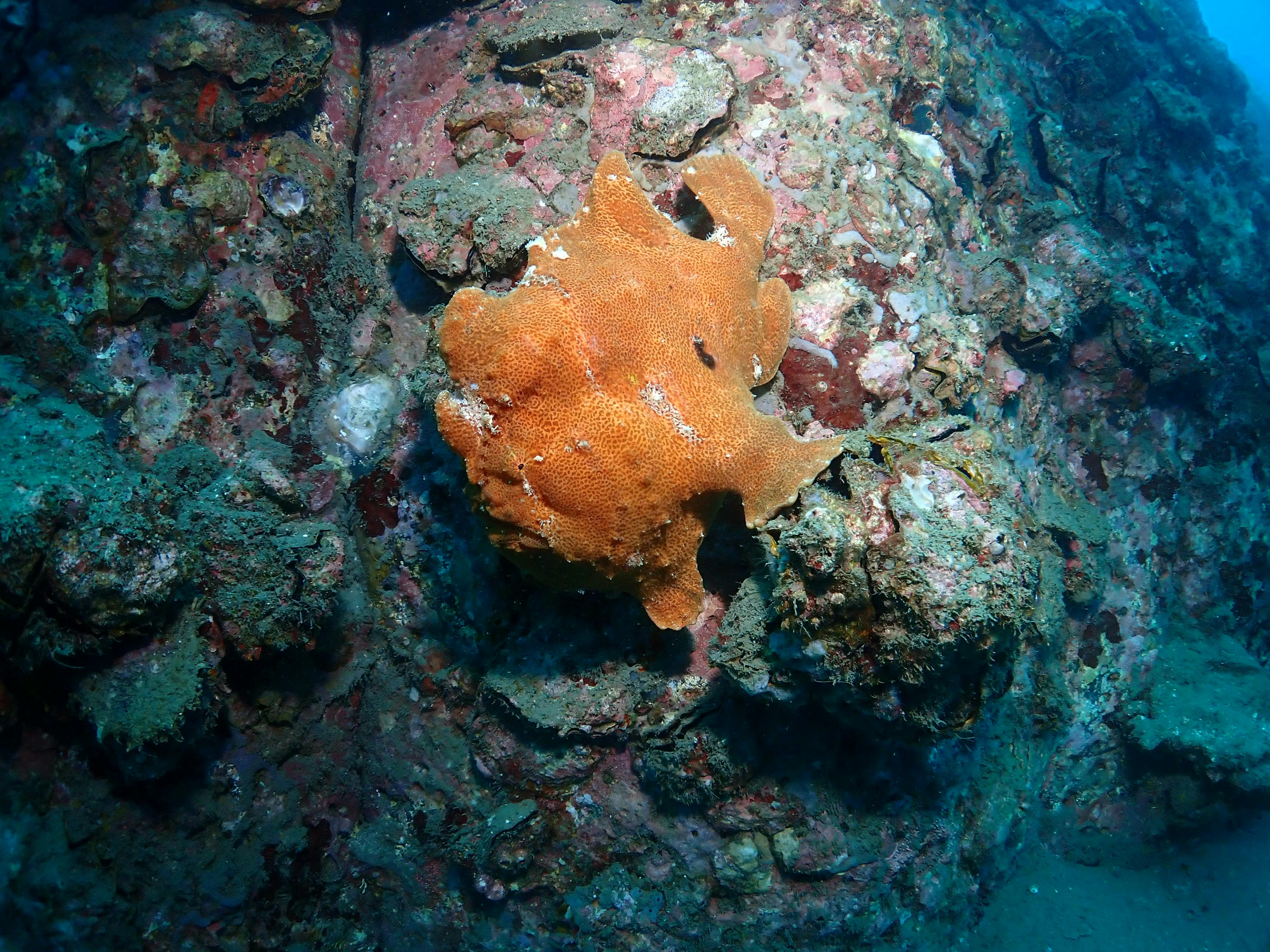 Plant on Rock on Seabed · Free Stock Photo