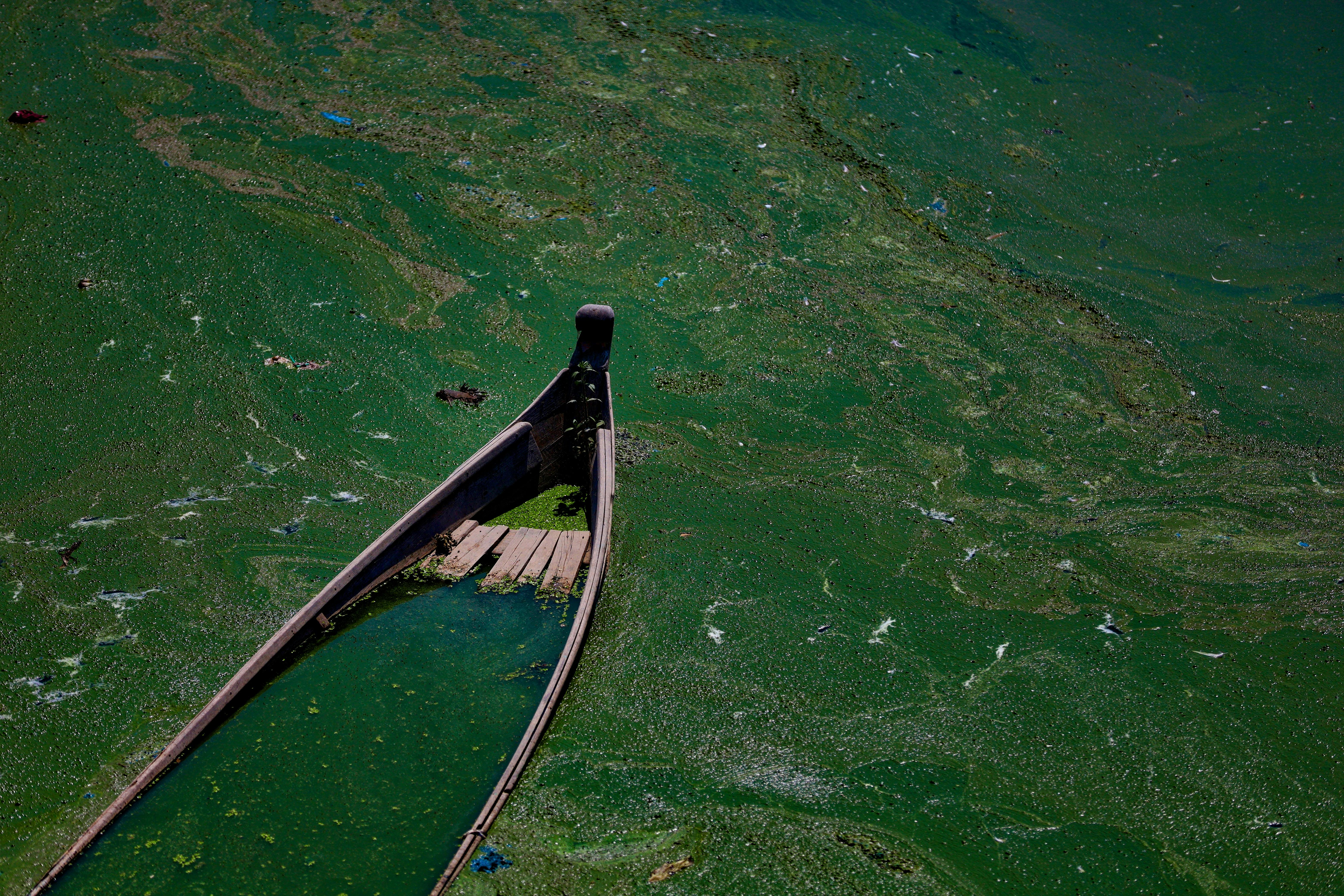 Canoe Drowning in a Lake · Free Stock Photo