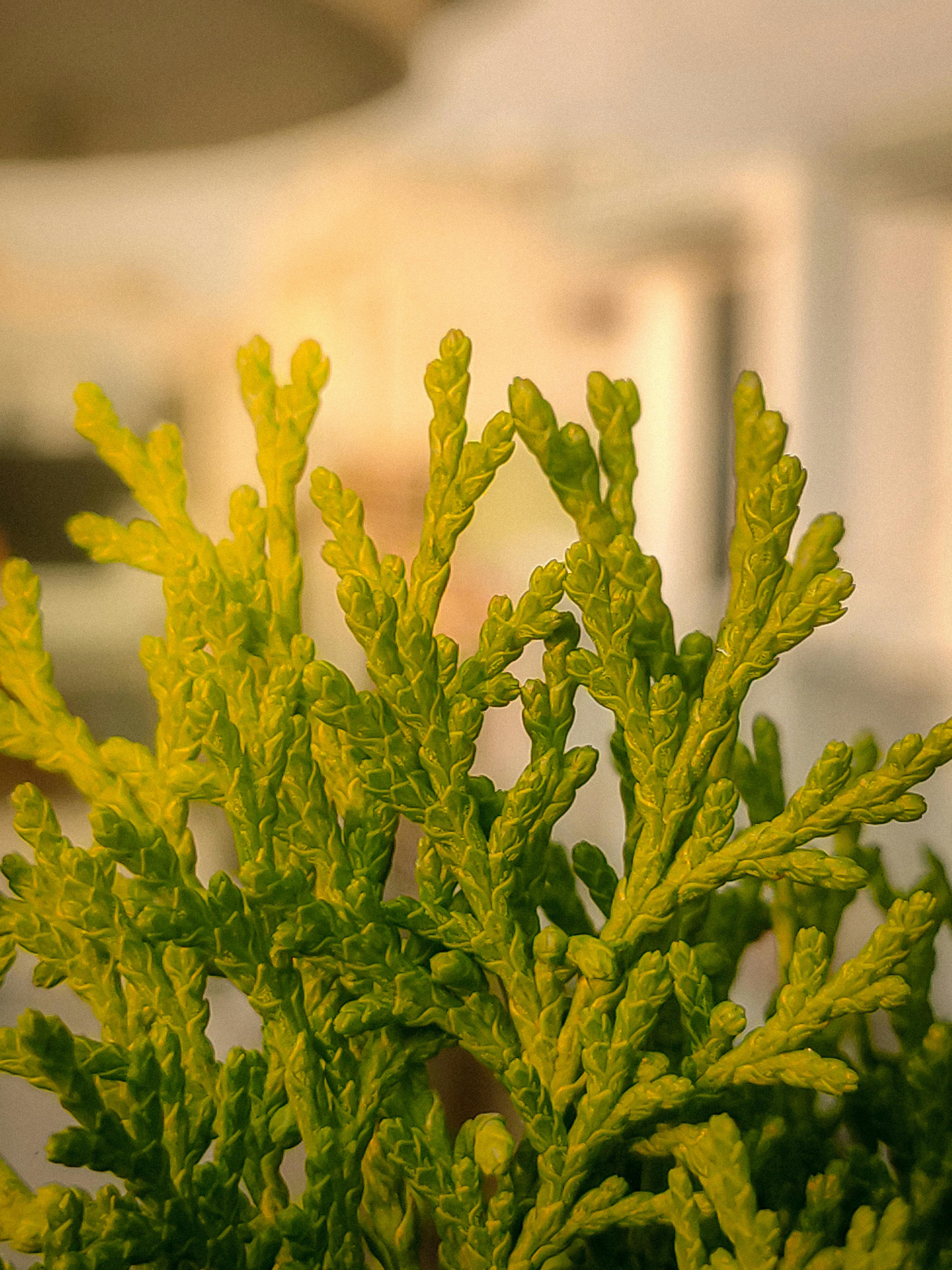 Foto de stock gratuita sobre ciprés, flor, flora, hoja, jardín ...