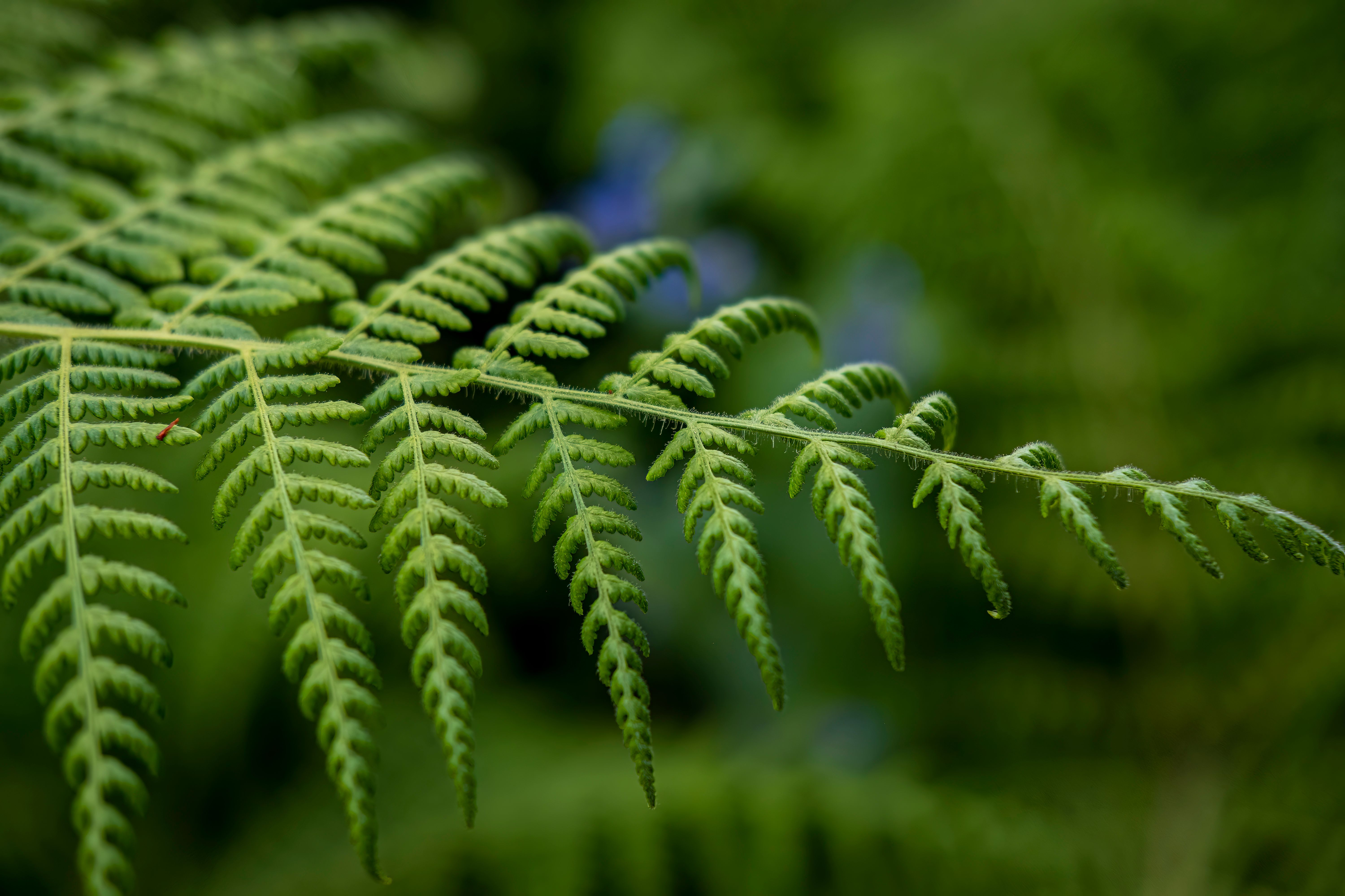 A Person Holding a Fern Plant · Free Stock Photo