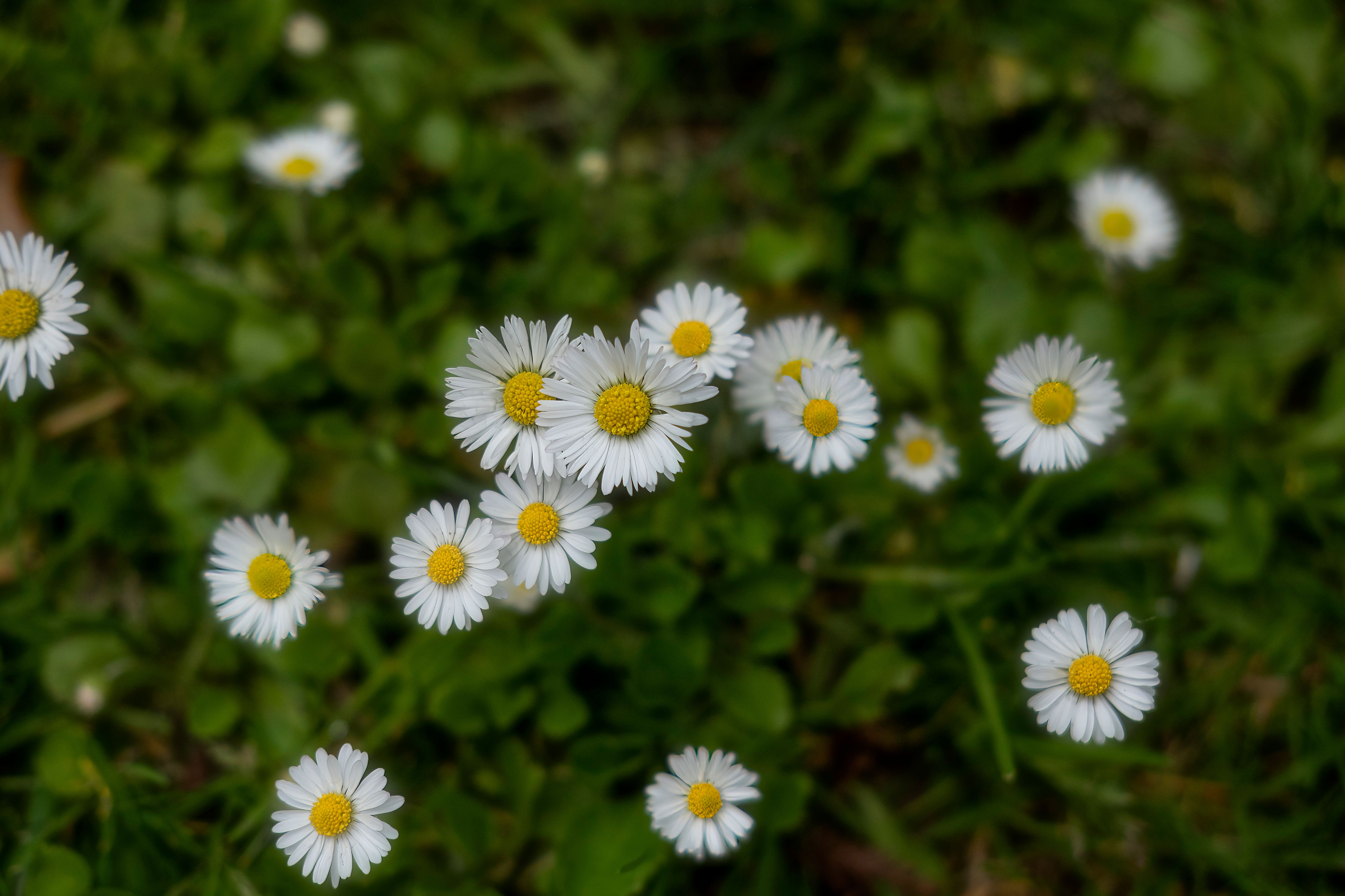 Close up of Chamomile Flowers · Free Stock Photo