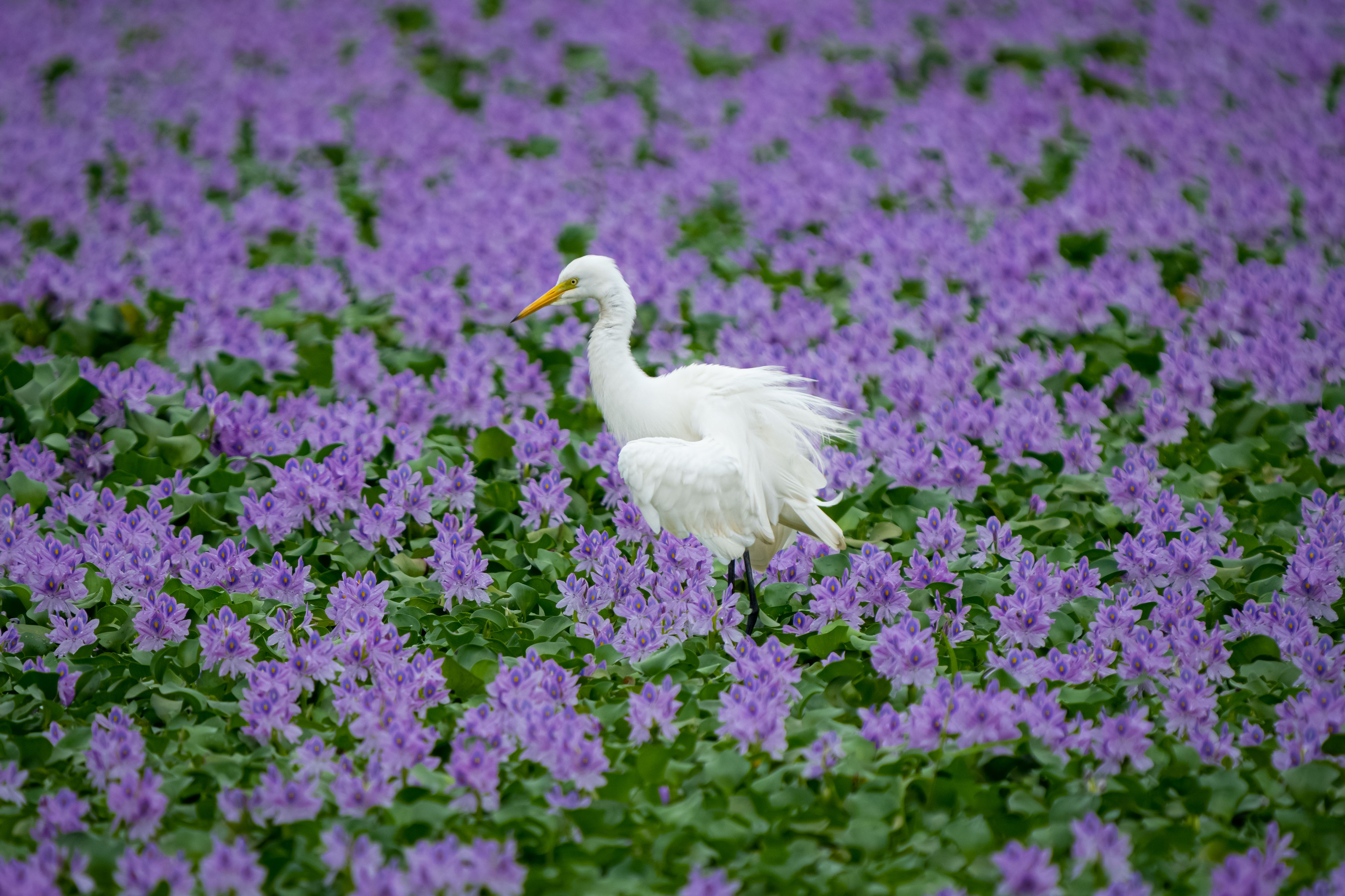 Egret in Flower Field · Free Stock Photo