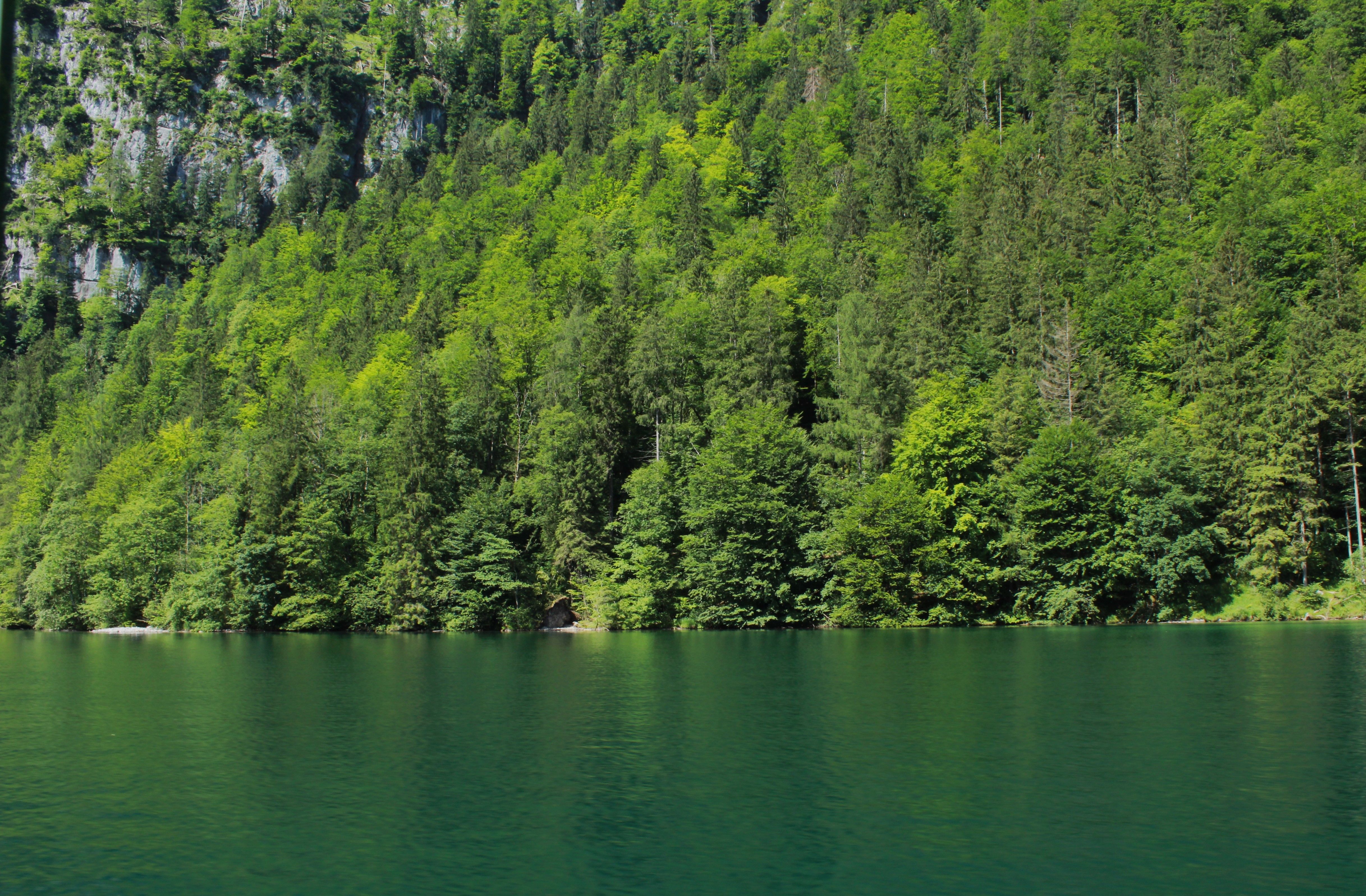 Forest on Lakeshore · Free Stock Photo