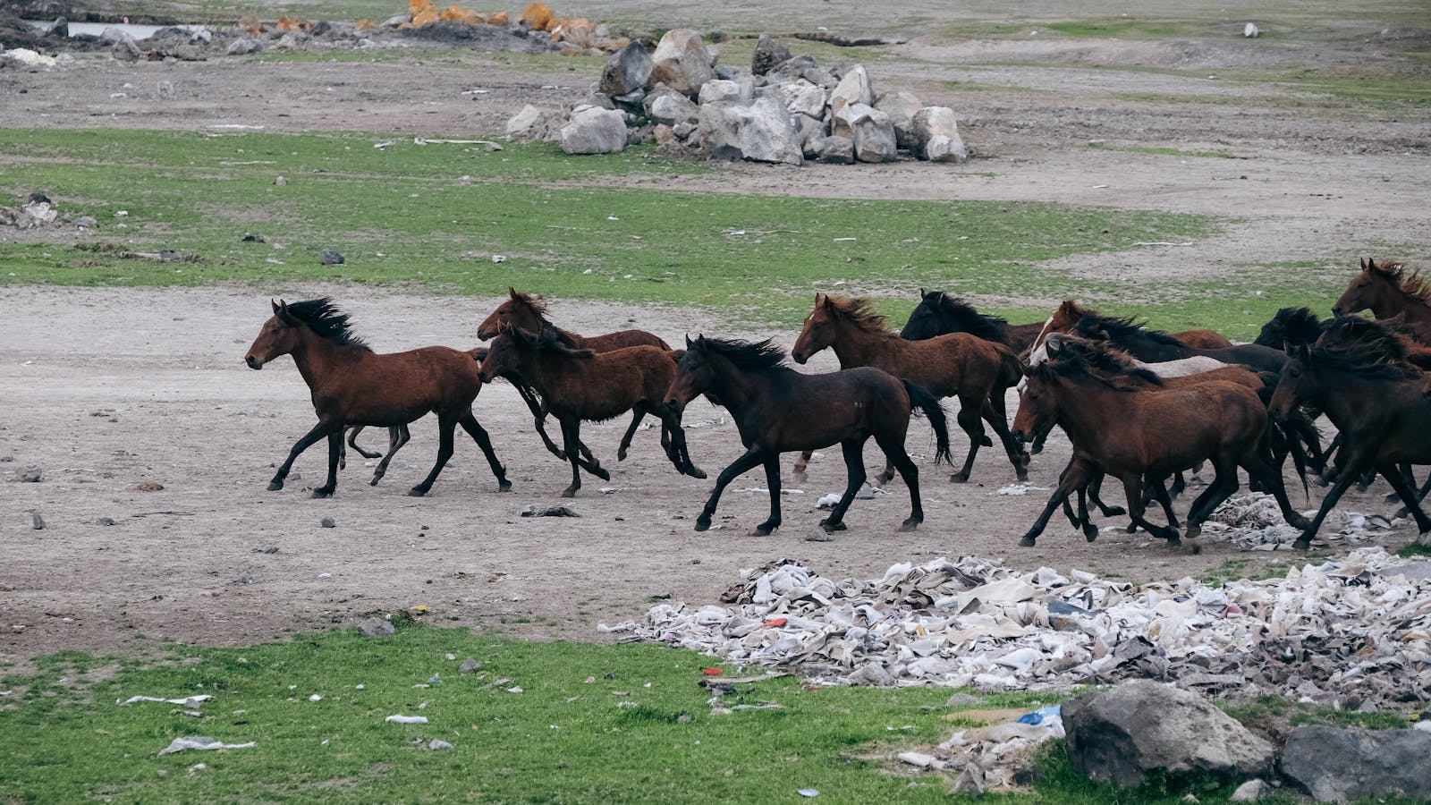 Wild Horse Running Photos, Download The BEST Free Wild Horse Running ...