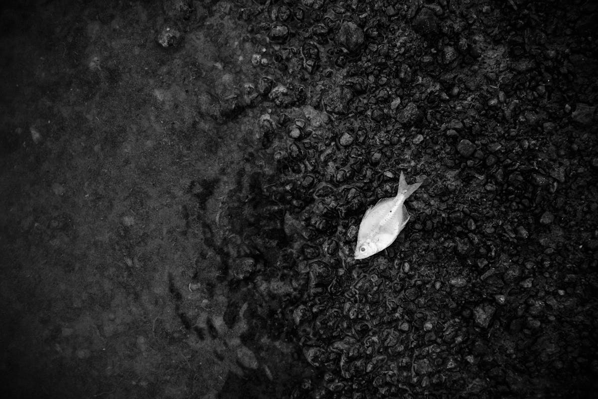 Dead Fish Photos, Download The BEST Free Dead Fish Stock Photos & HD Images