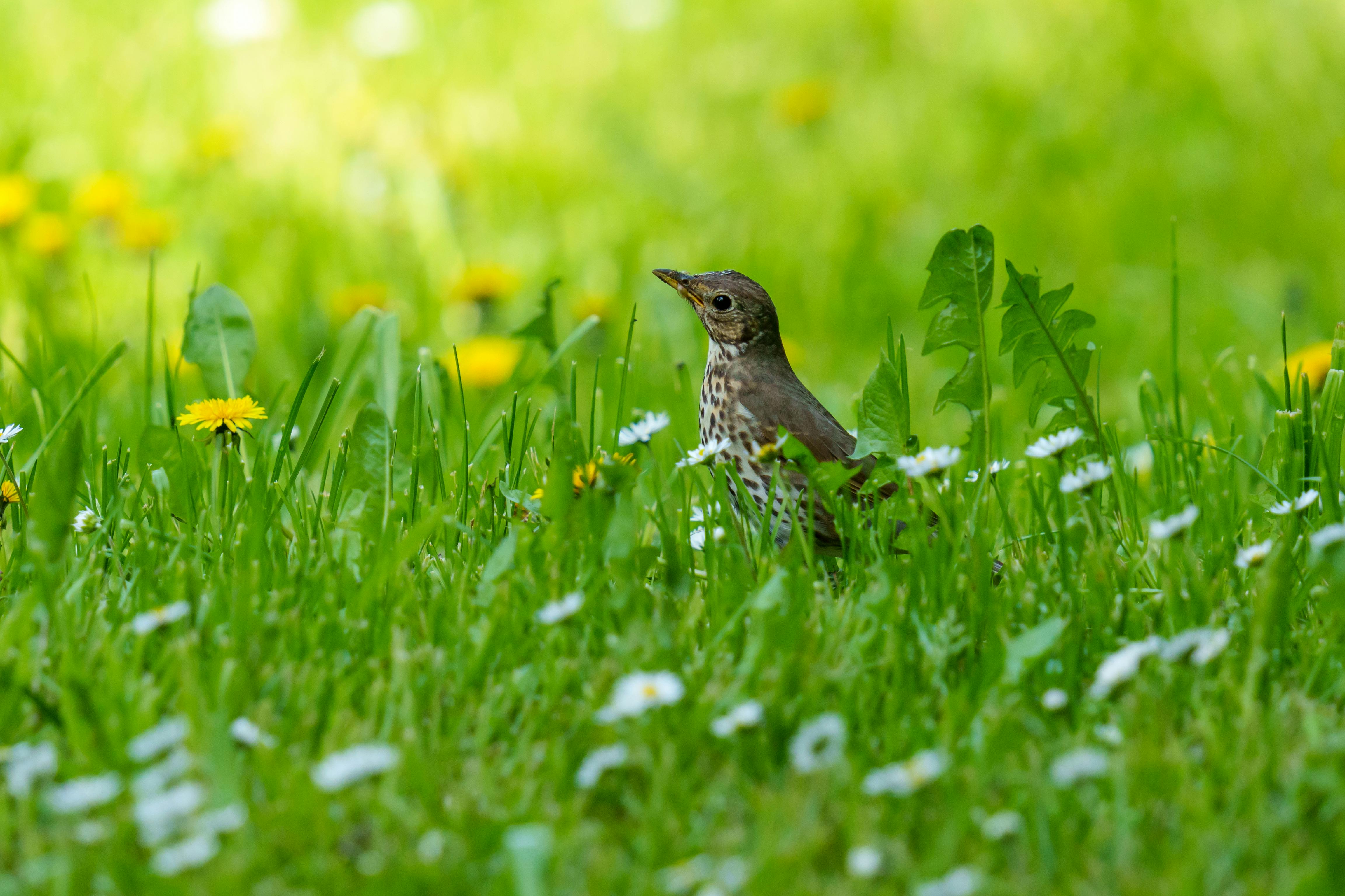 Bird Singing Background Photos, Download The BEST Free Bird Singing ...