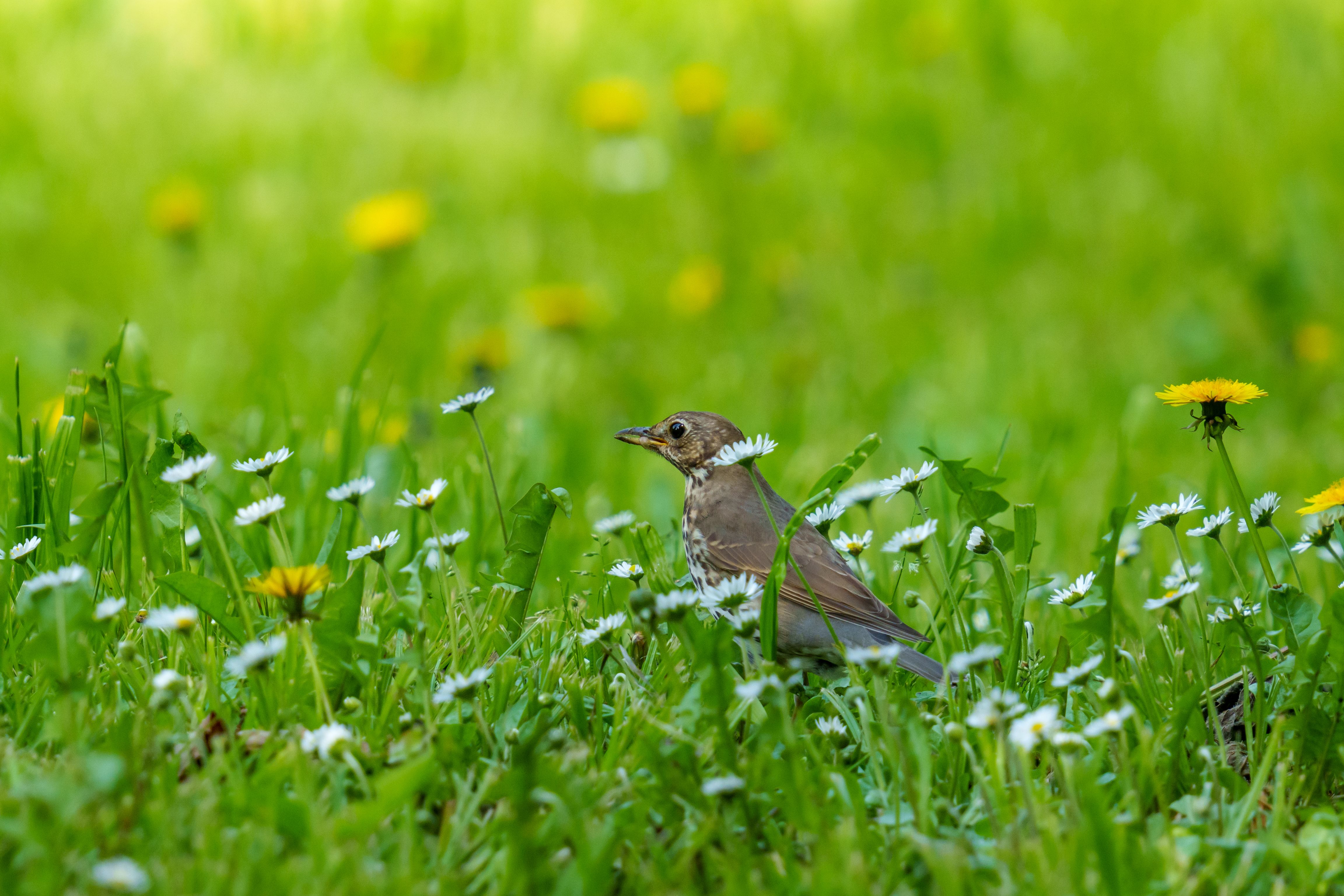 The song thrush (Turdus philomelos) is a thrush that breeds across the ...