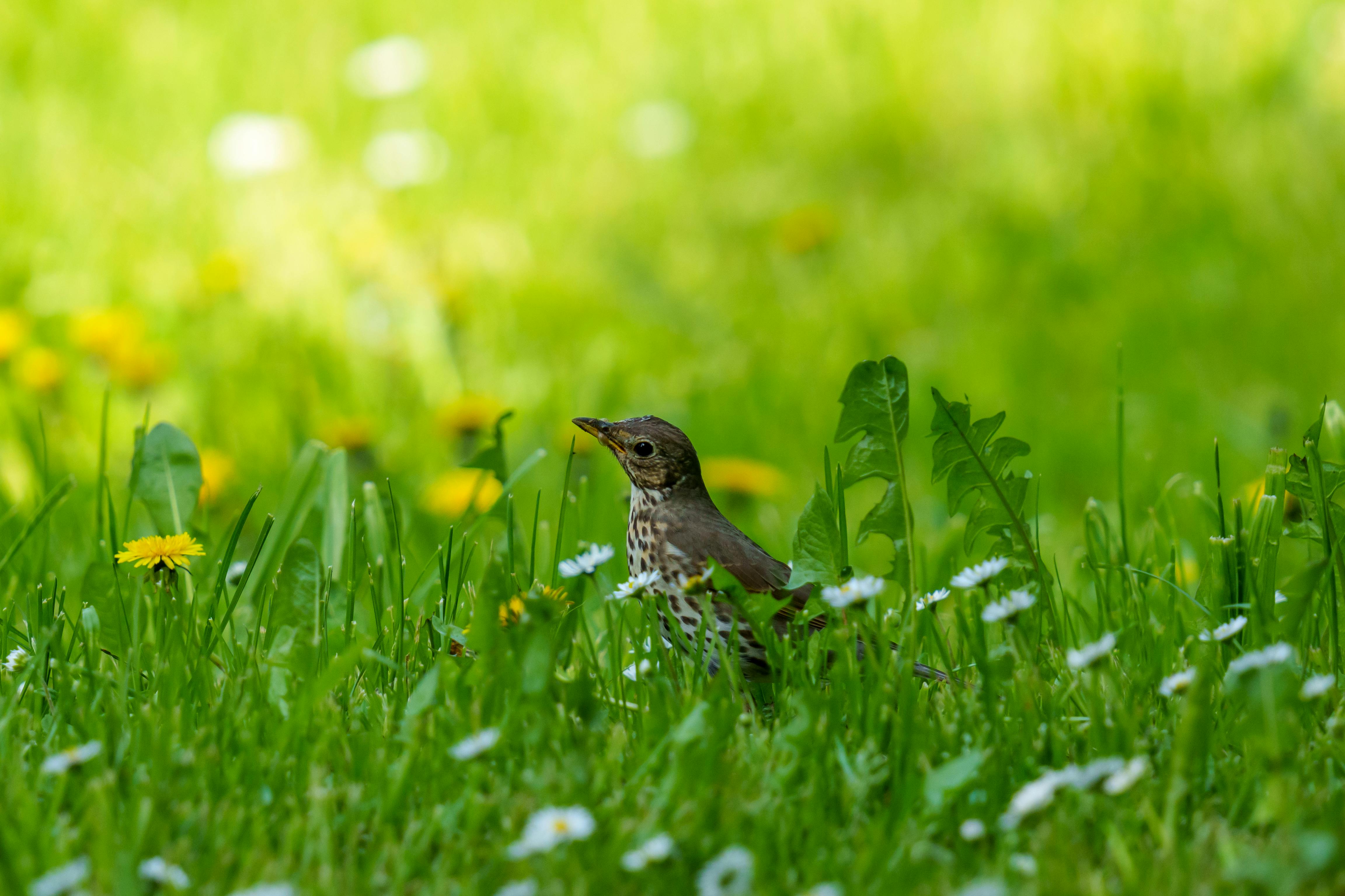 Birds Singing Photos, Download The BEST Free Birds Singing Stock Photos ...