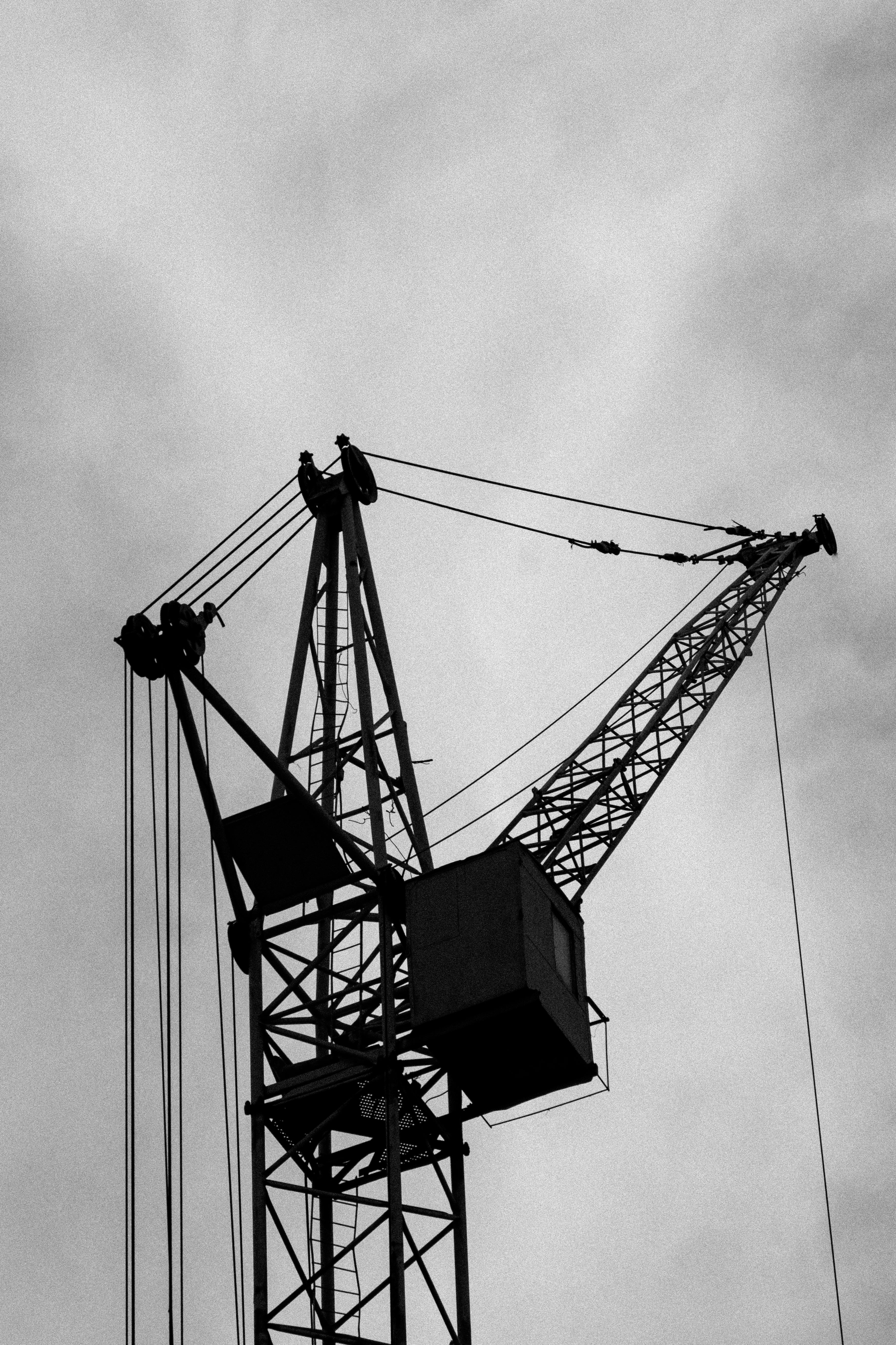 Crance in Harbor · Free Stock Photo