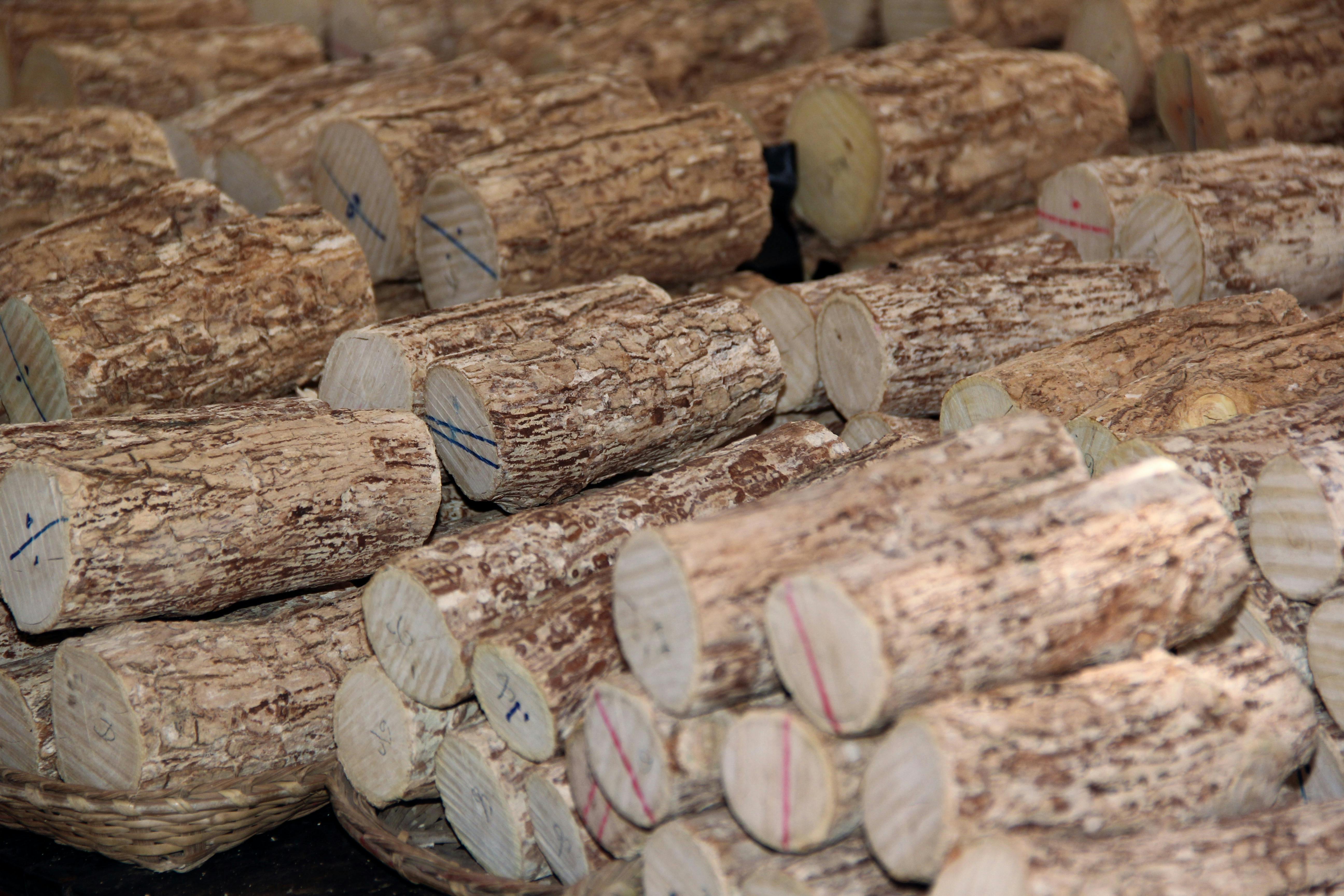 Wooden logs prepared for production of lumber · Free Stock Photo