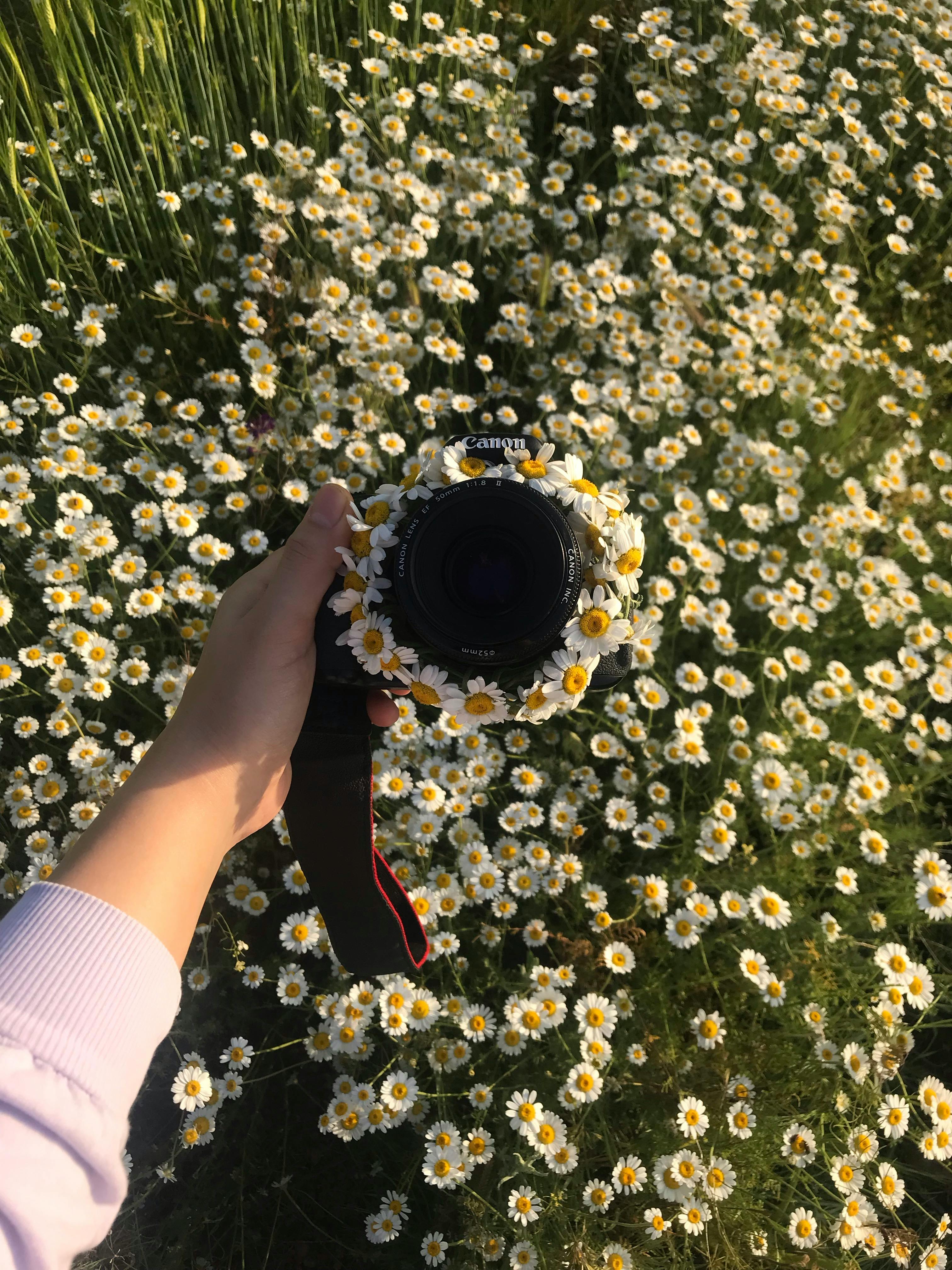Daisies on Camera in Hand · Free Stock Photo