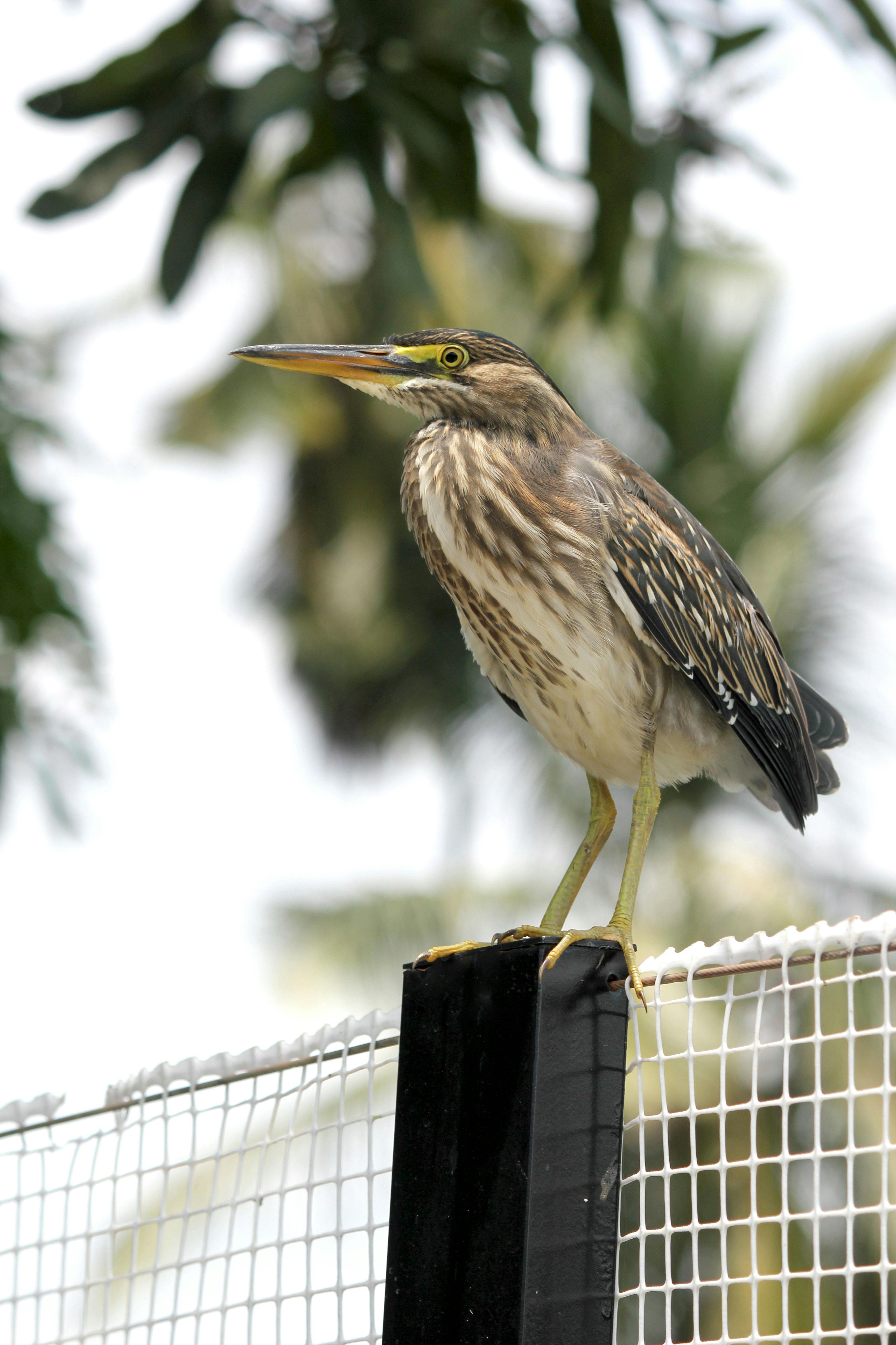 Phoenix Bird Photos, Download The BEST Free Phoenix Bird Stock Photos ...