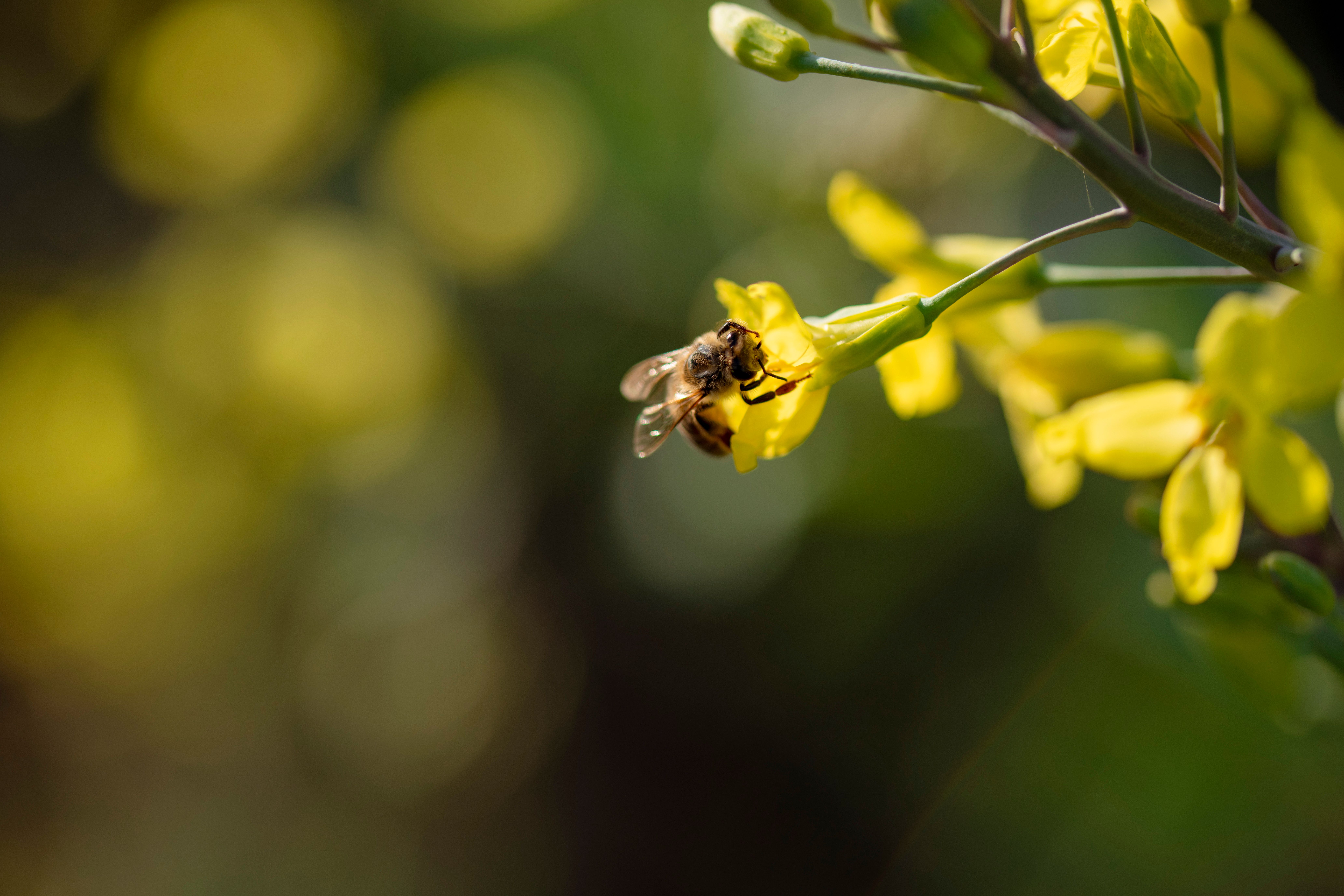 Bee on Flower · Free Stock Photo
