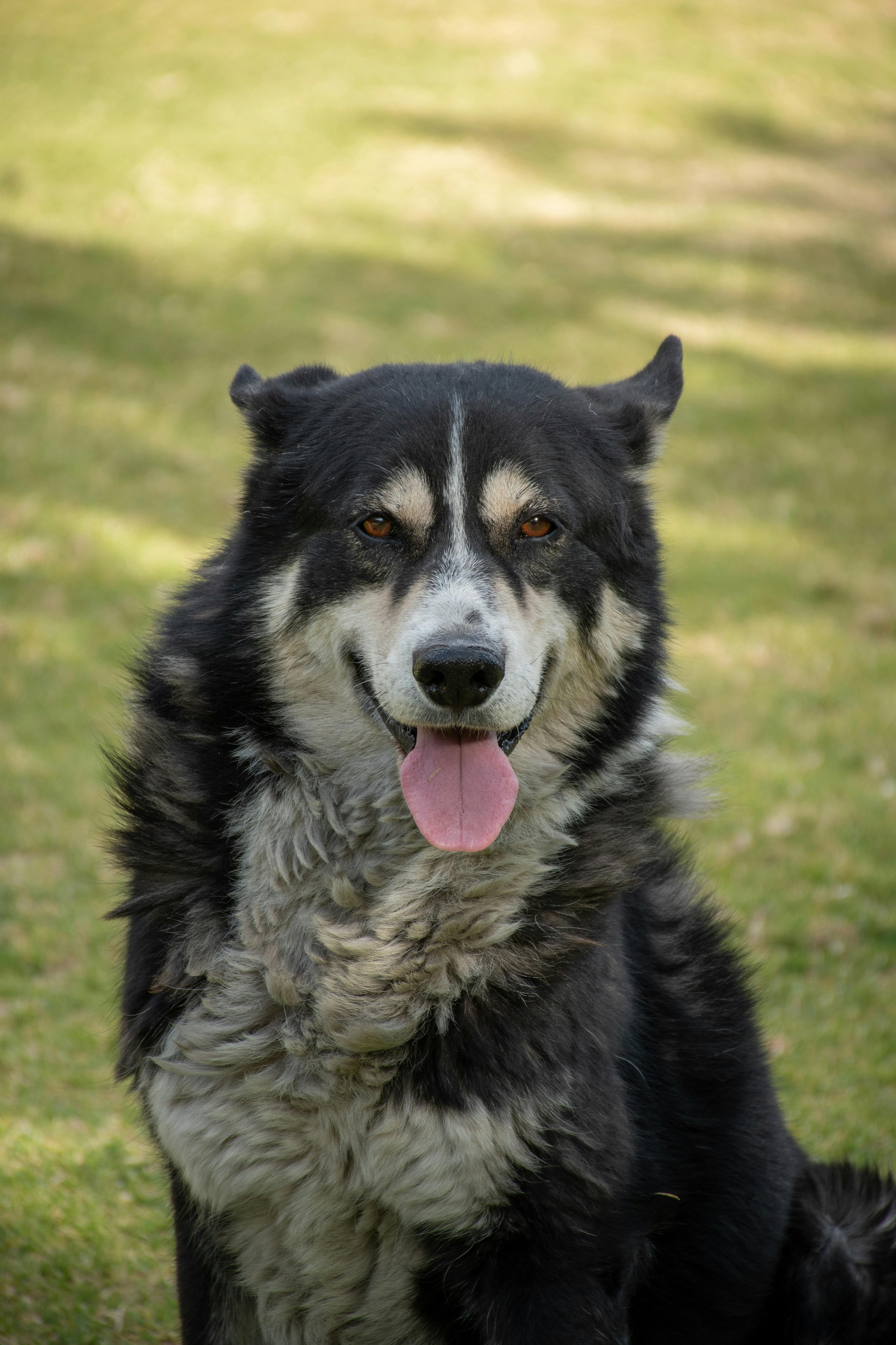 Portrait of Smiling Dog · Free Stock Photo