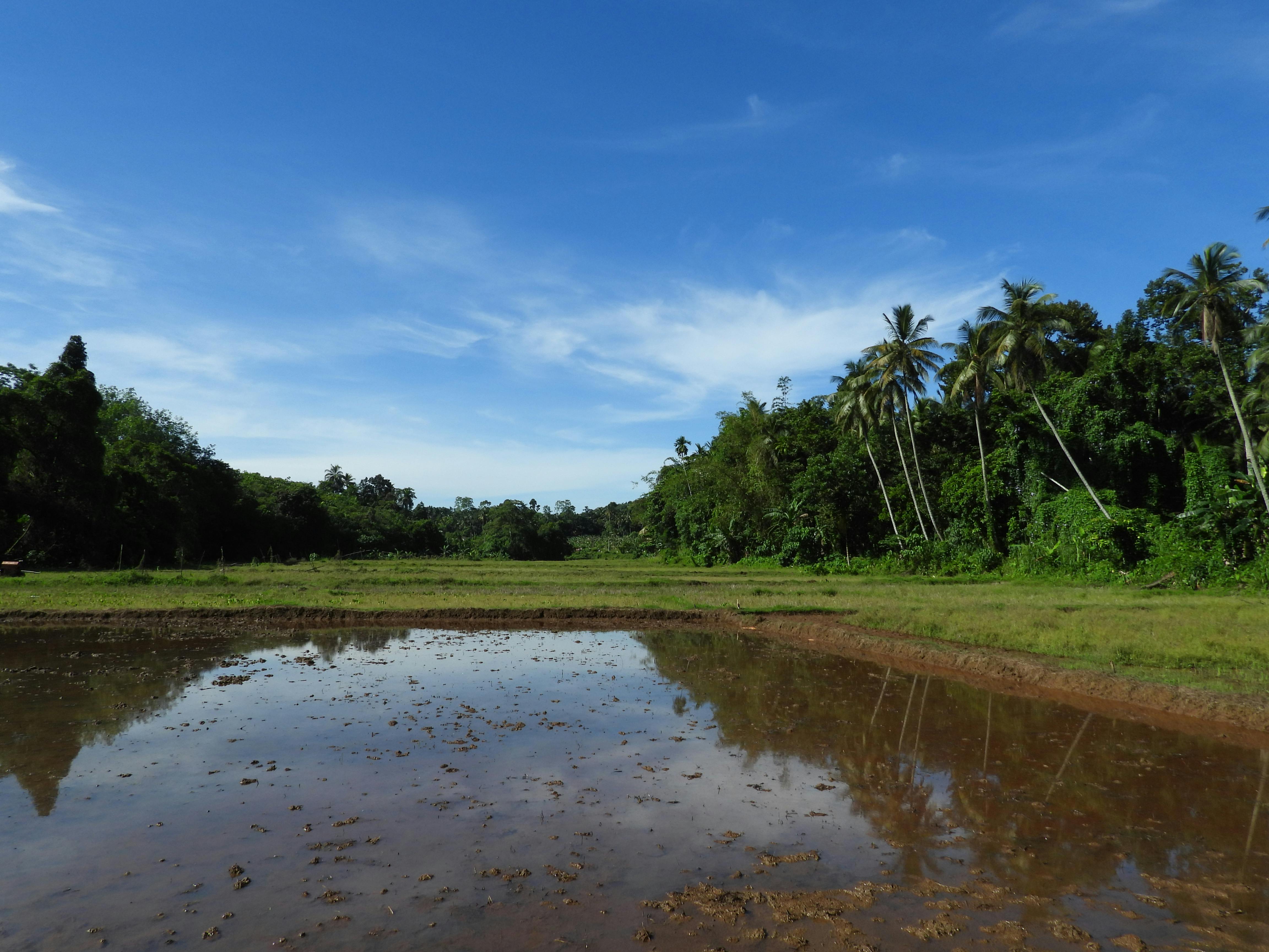 Summer Exotic Scenery · Free Stock Photo