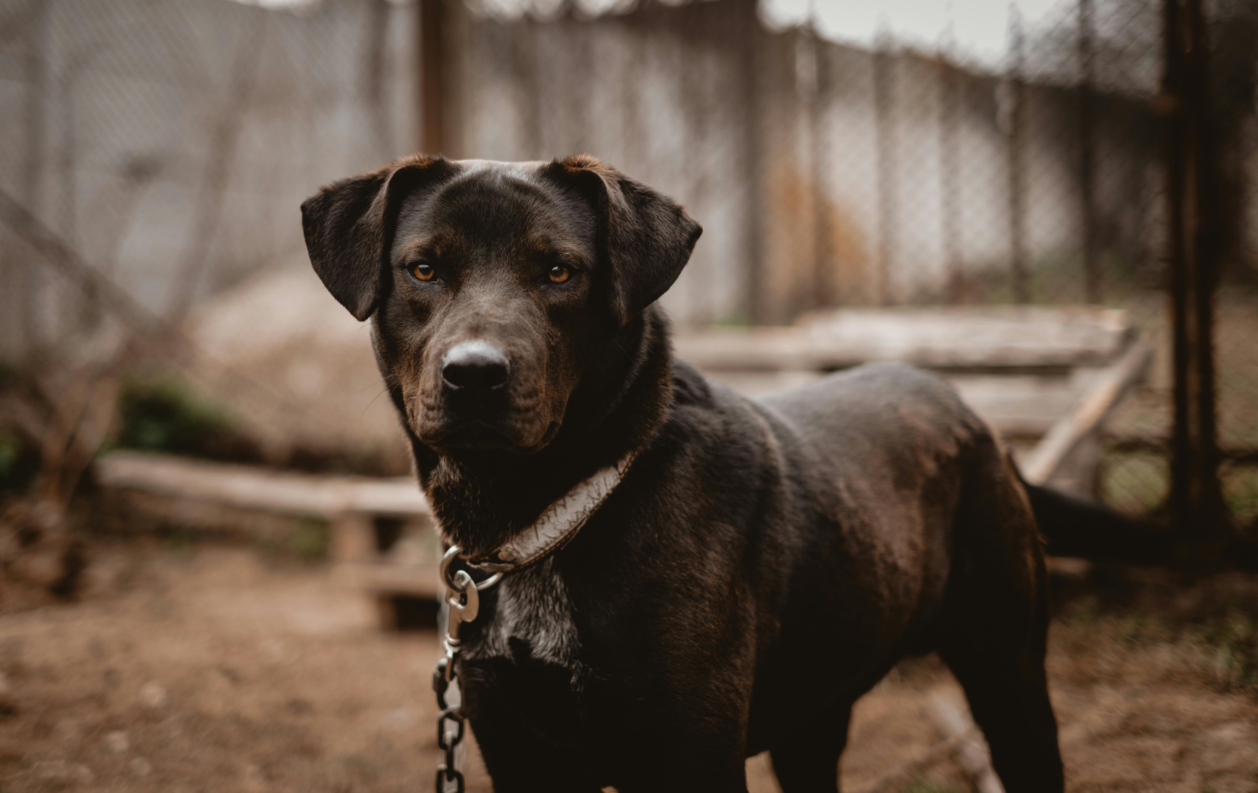Dog on Chain · Free Stock Photo