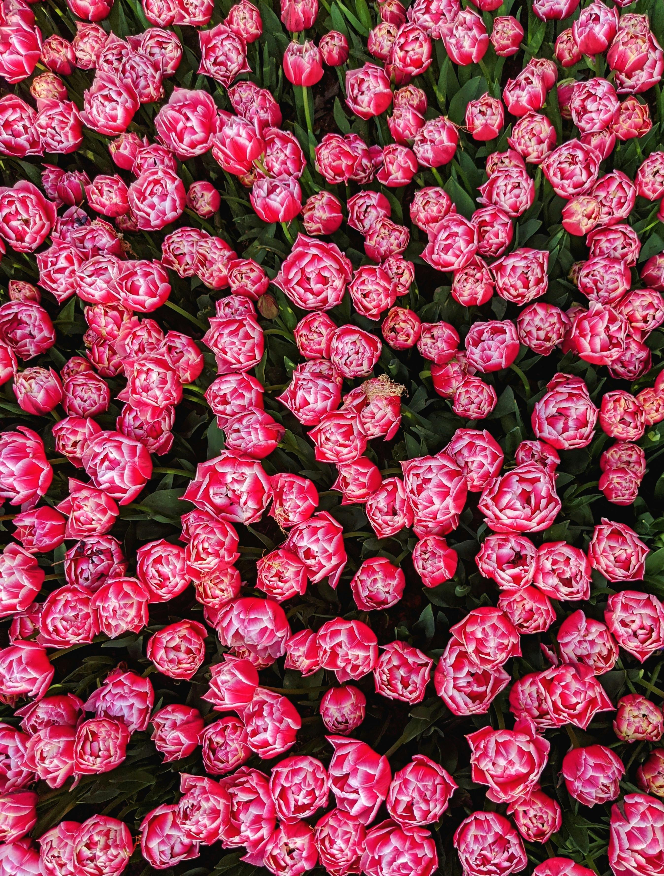 Tulips Simple Photos, Download The BEST Free Tulips Simple Stock Photos ...