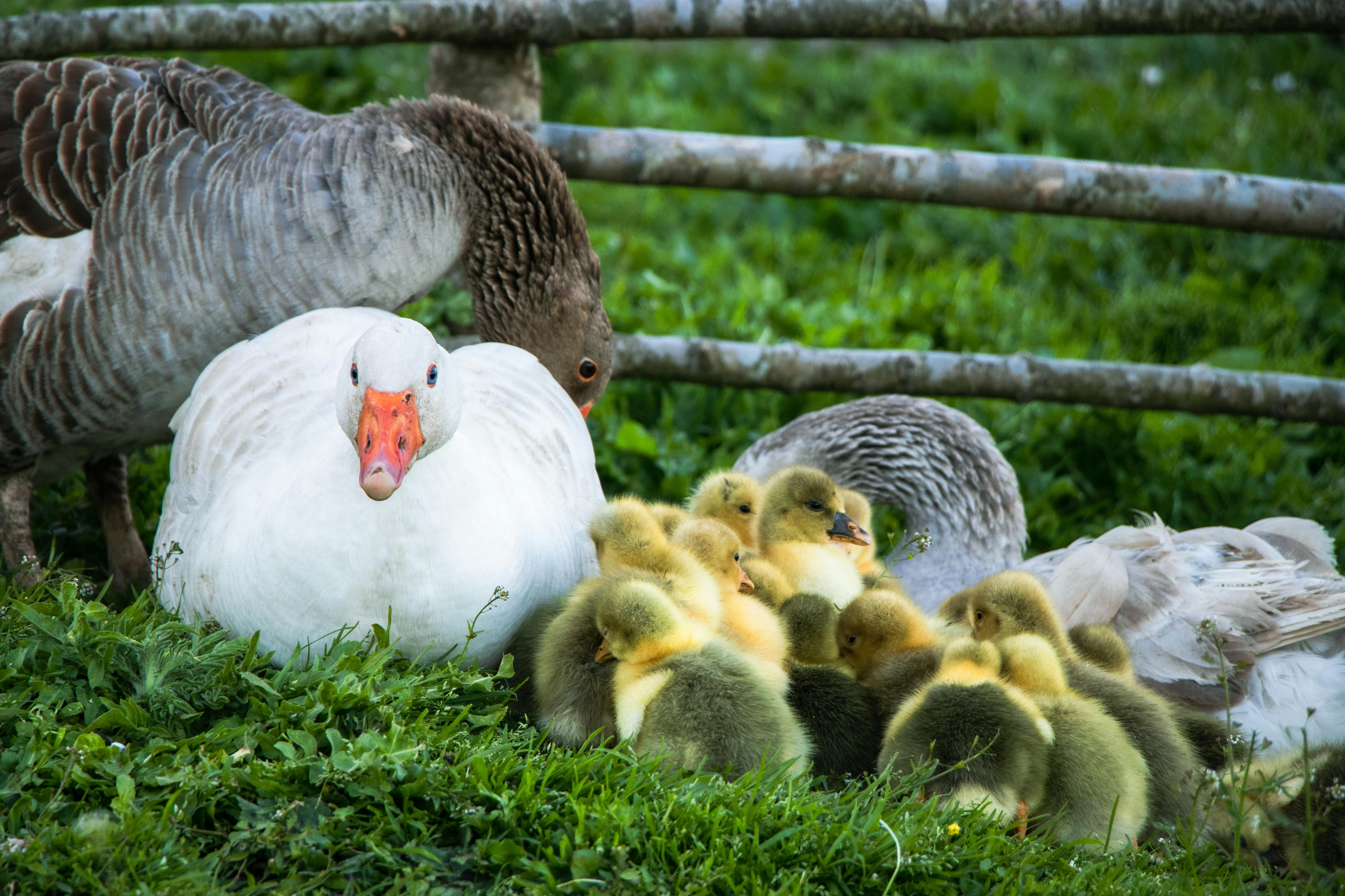 Poultry Broiler Photos, Download The BEST Free Poultry Broiler Stock ...