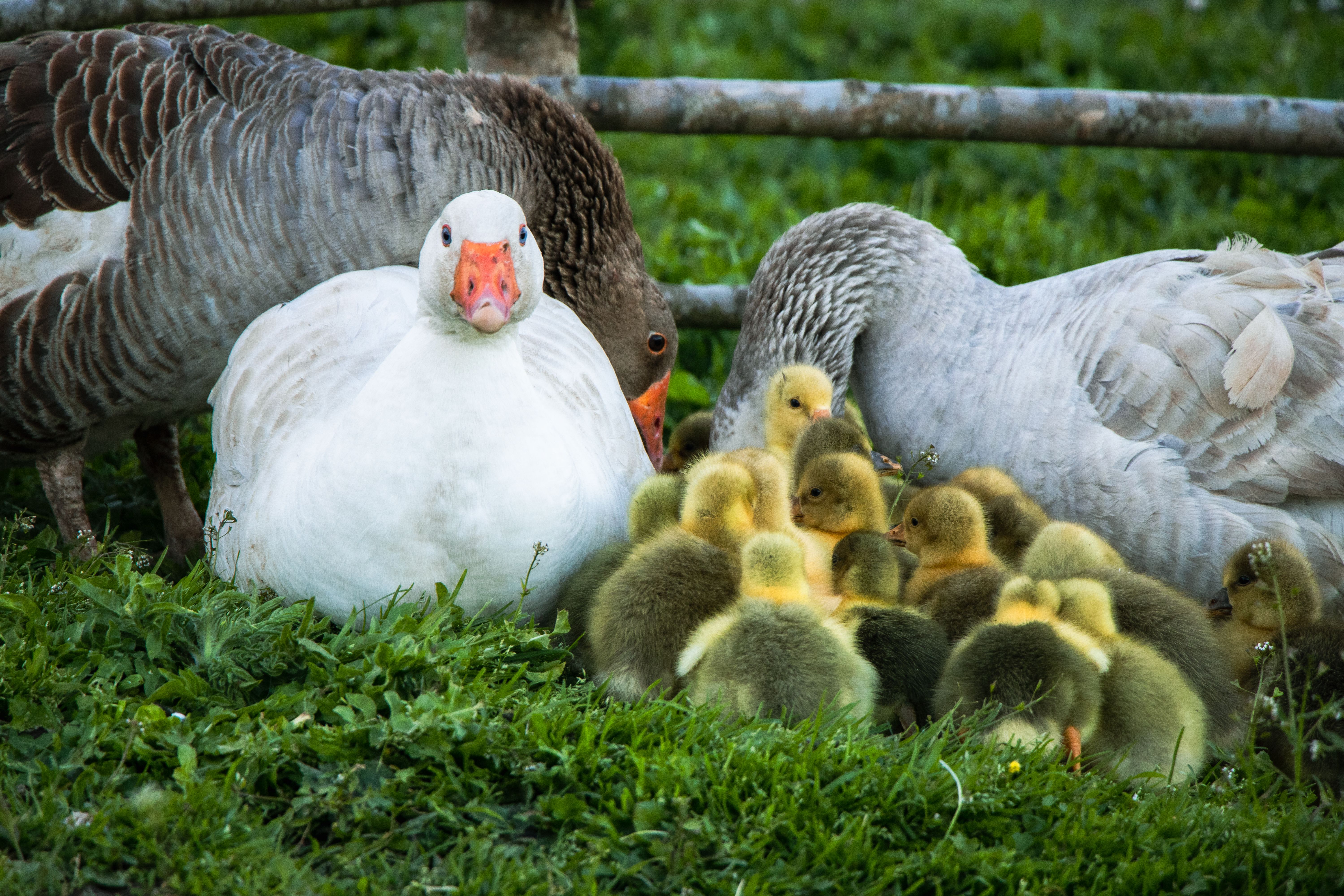 Close up of Geese on a Farm · Free Stock Photo
