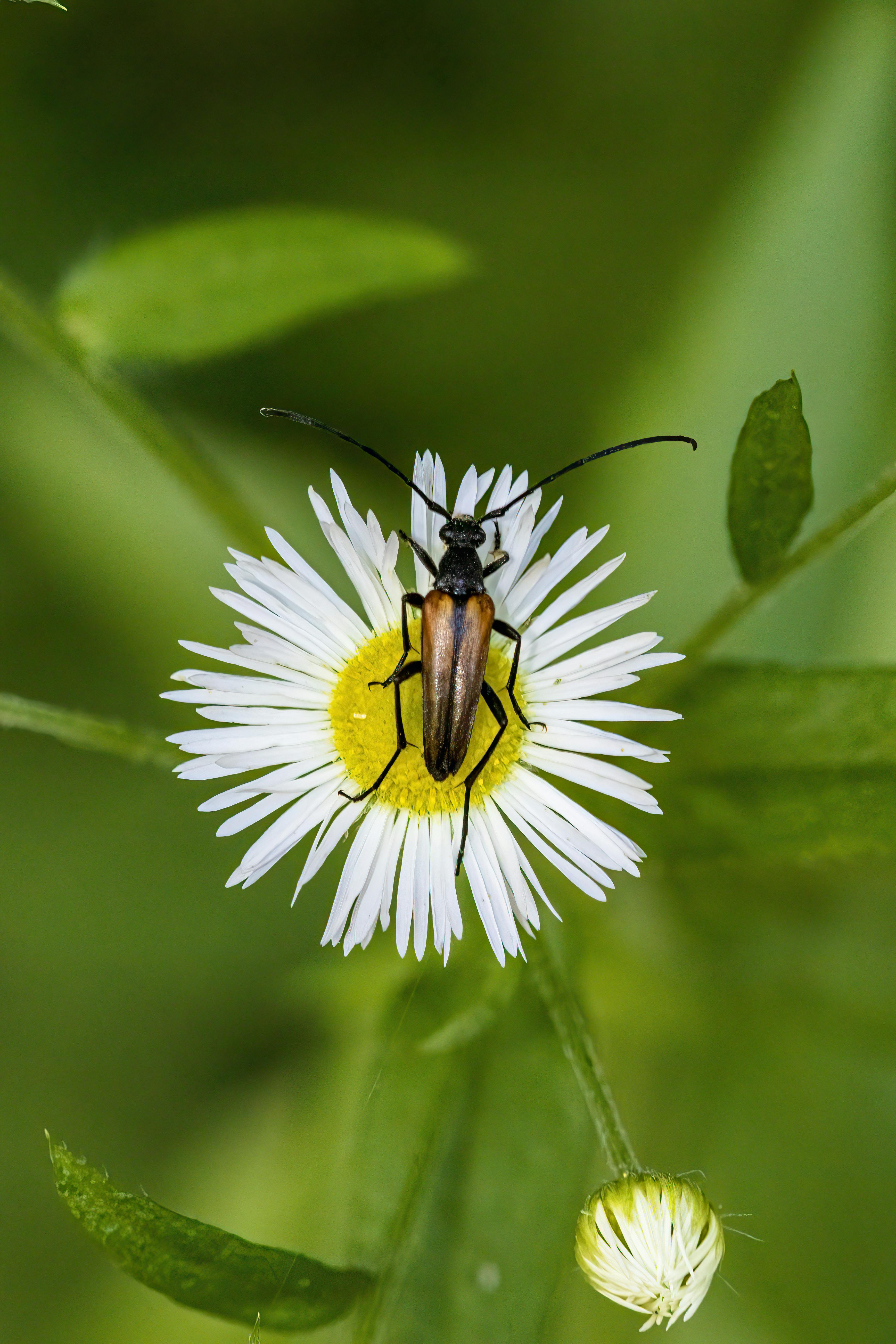 An Insect on a Flower · Free Stock Photo