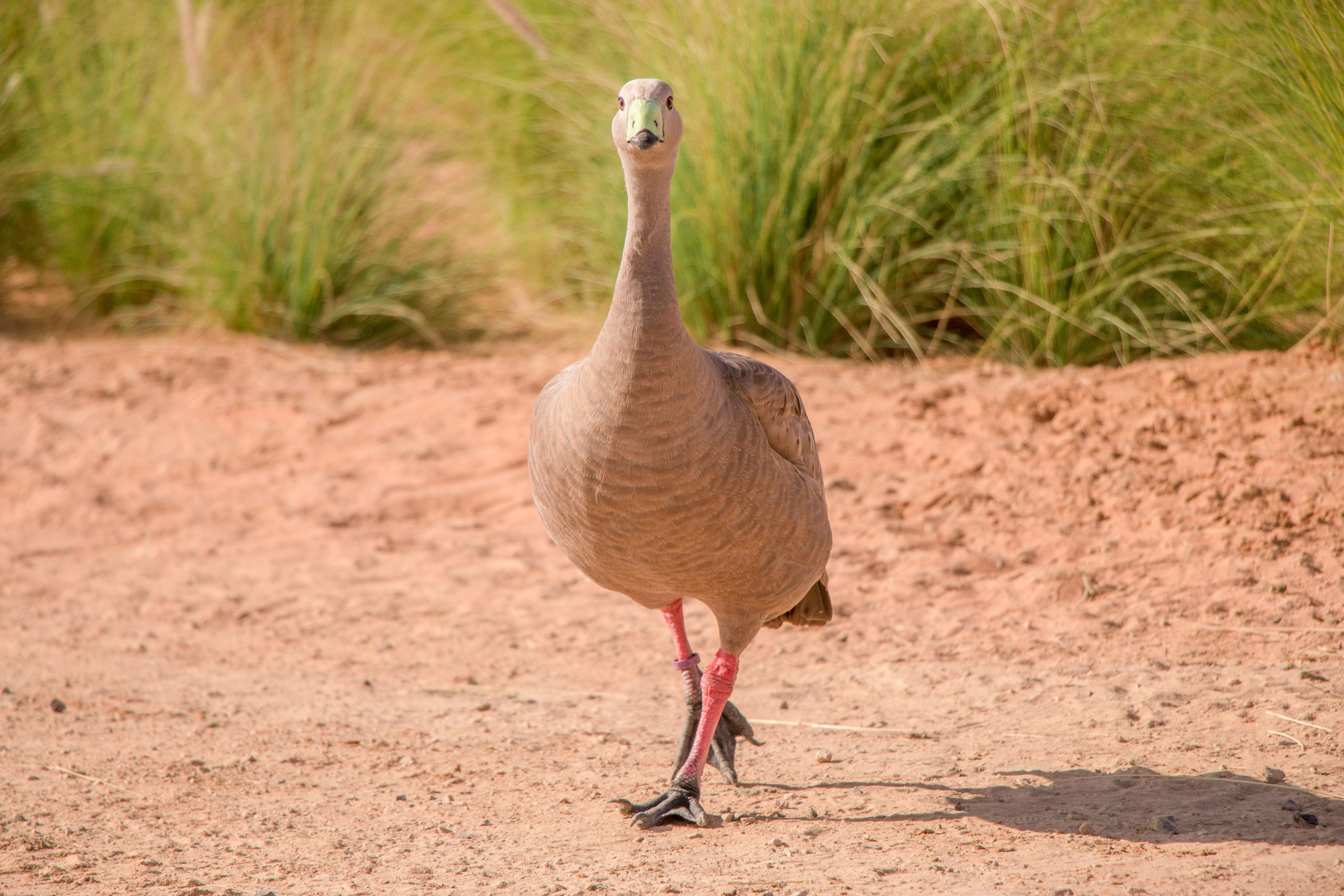 Free stock photo of duck bird, ducks, qudra lake