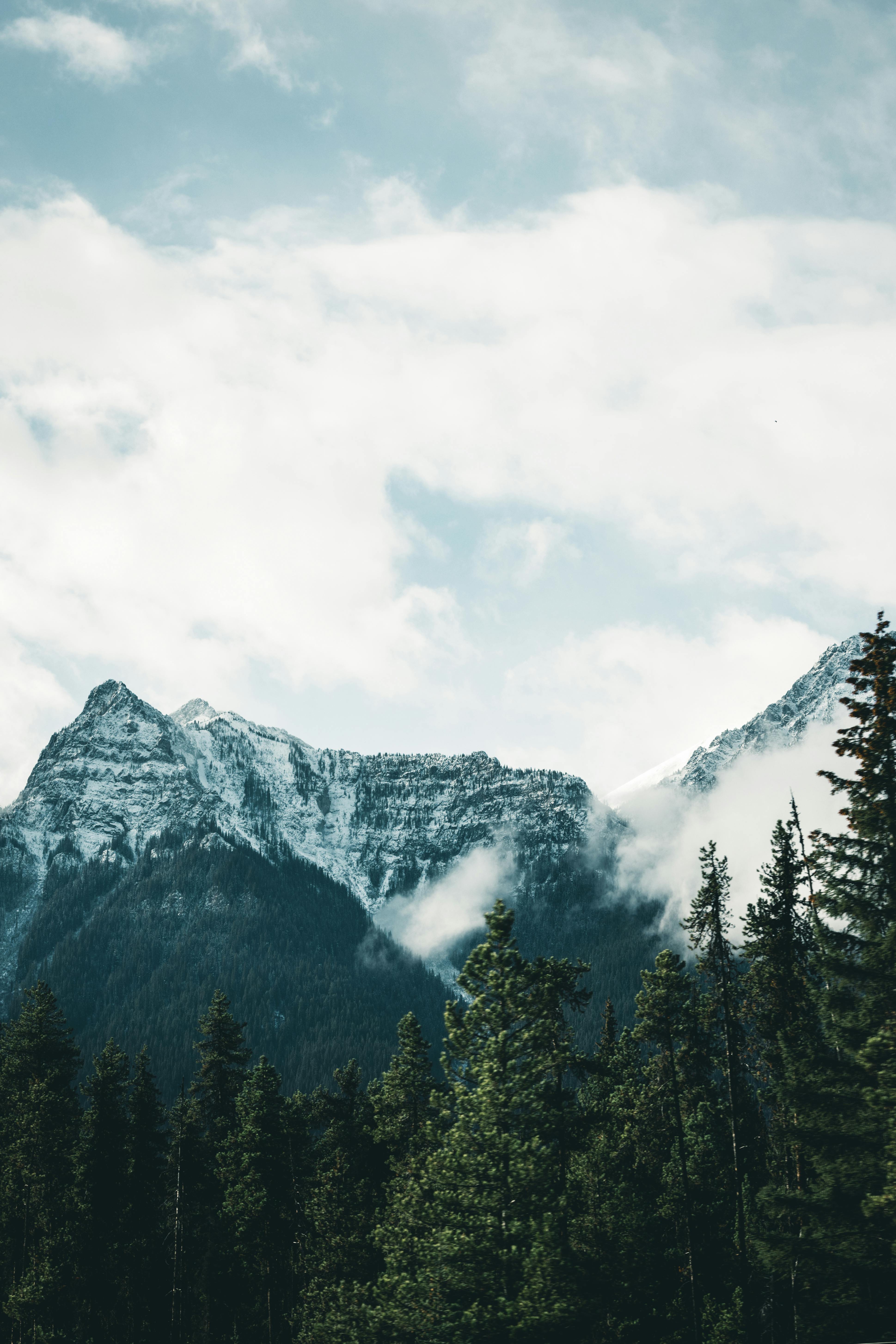 Sepia Forest Scenery Photos, Download The BEST Free Sepia Forest ...