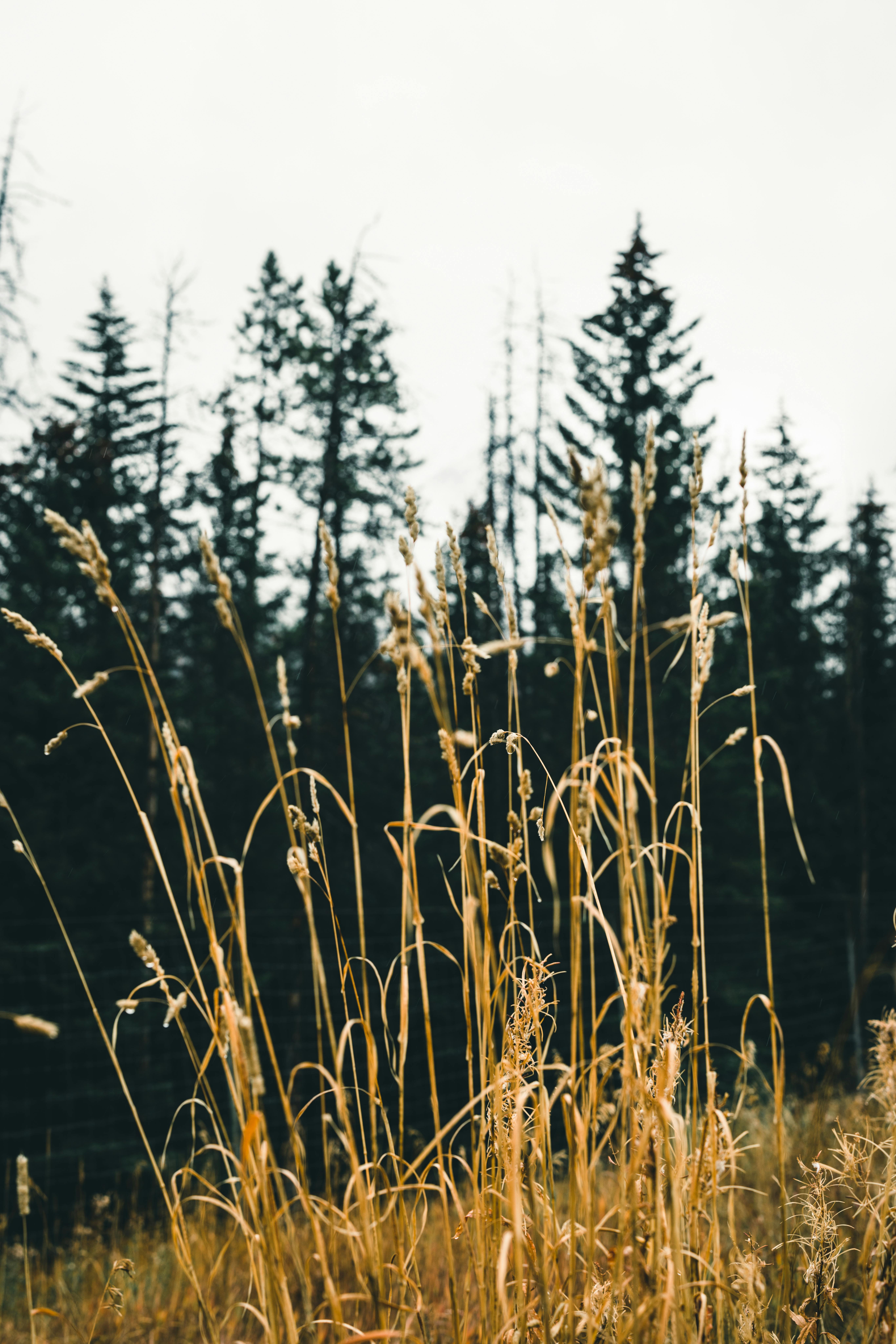 Grasses and Forest behind · Free Stock Photo
