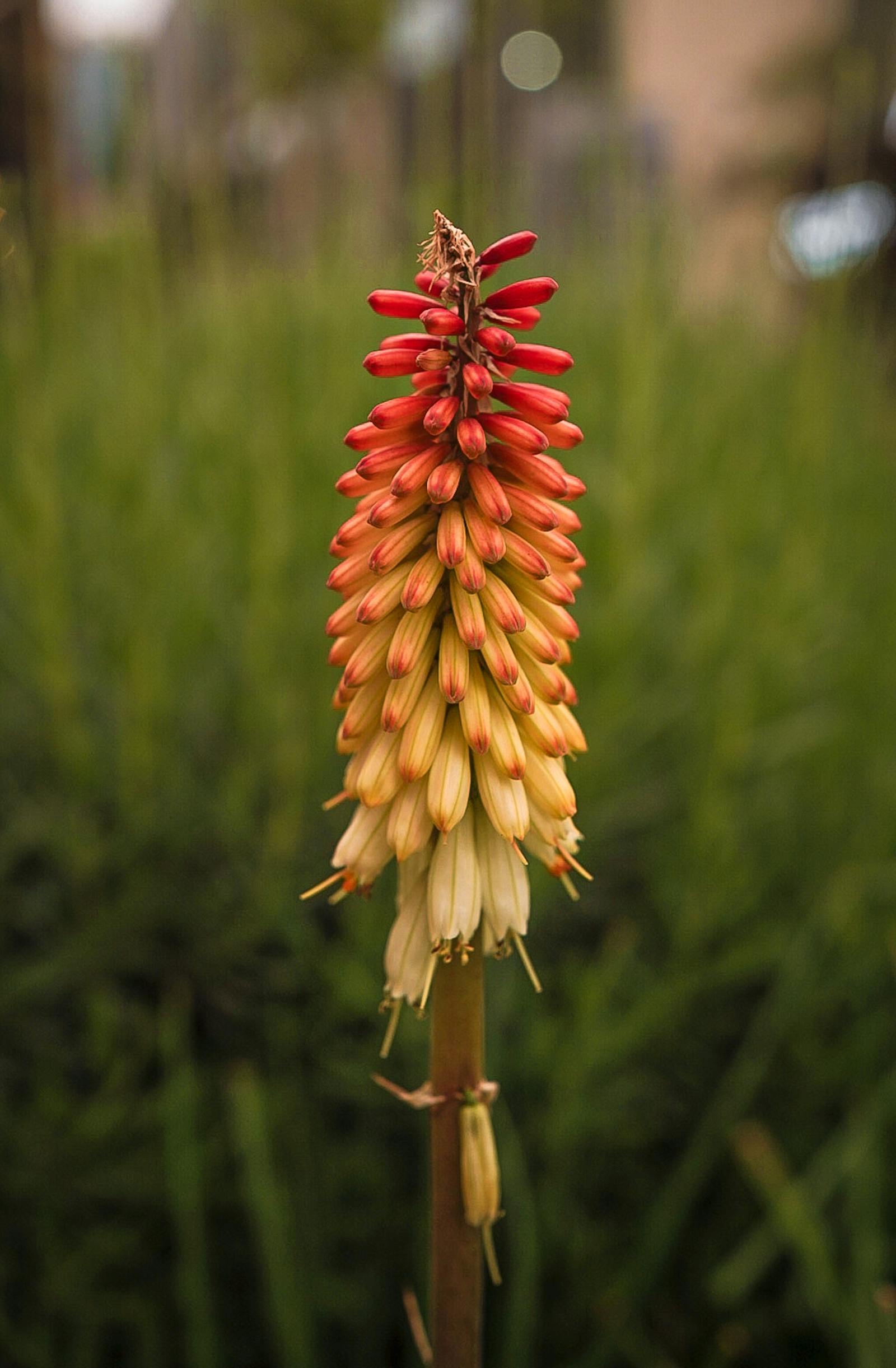 Torch Flower Photos, Download The BEST Free Torch Flower Stock Photos ...