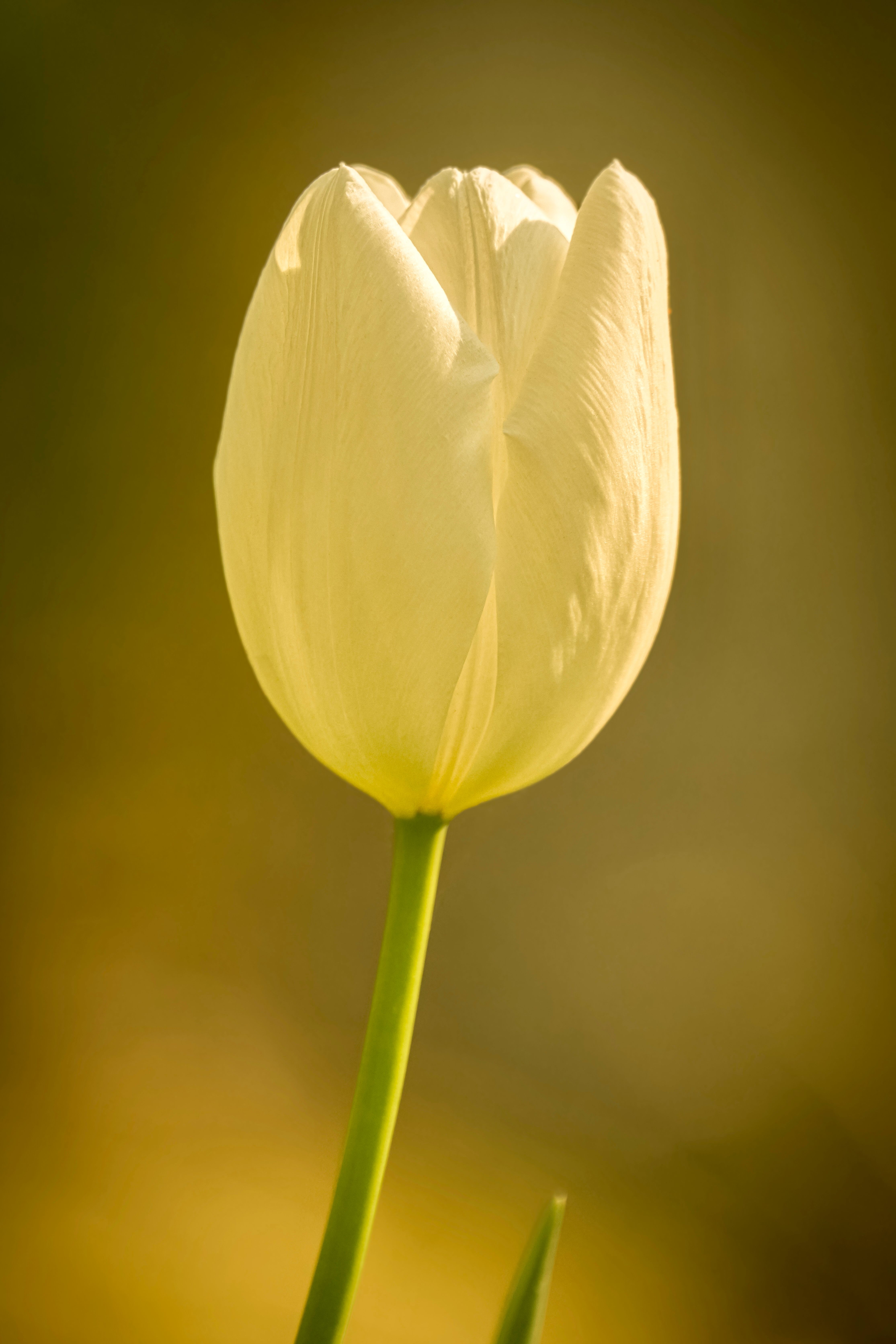 White Tulip Flower · Free Stock Photo