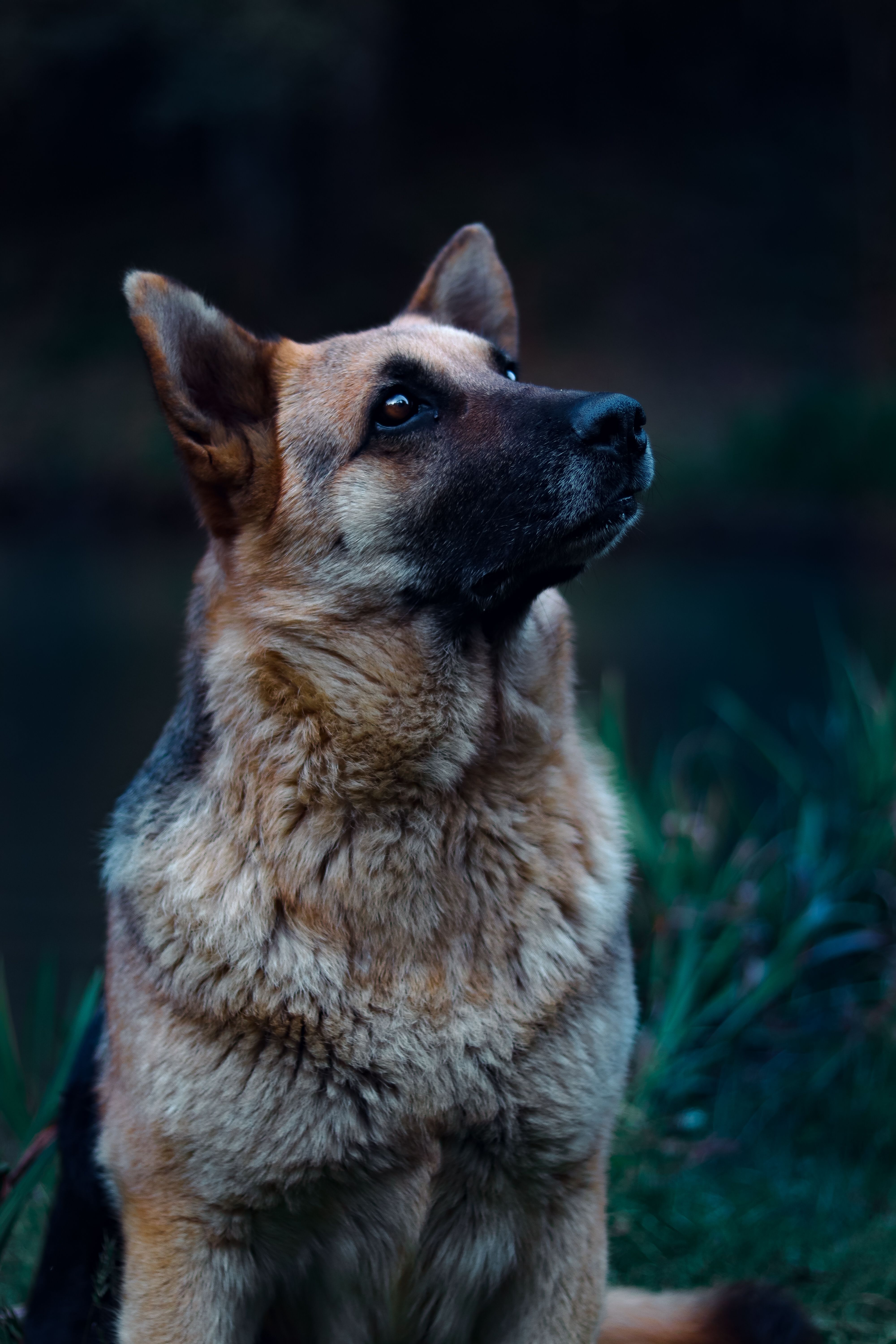 German Shepherd in Park · Free Stock Photo