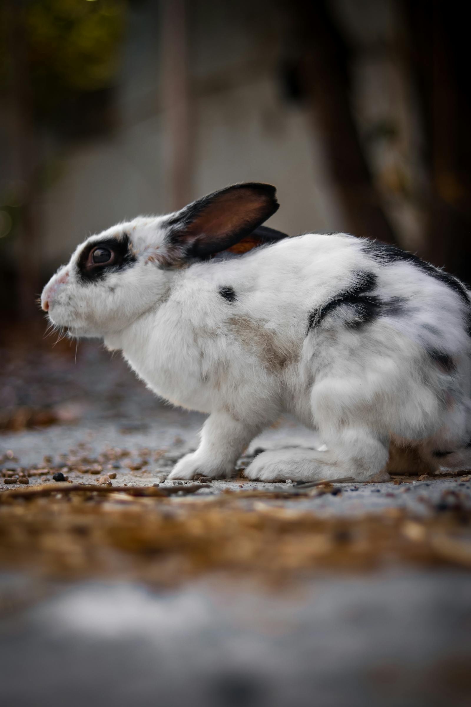 Black And White Rabbit Photos, Download The BEST Free Black And White ...