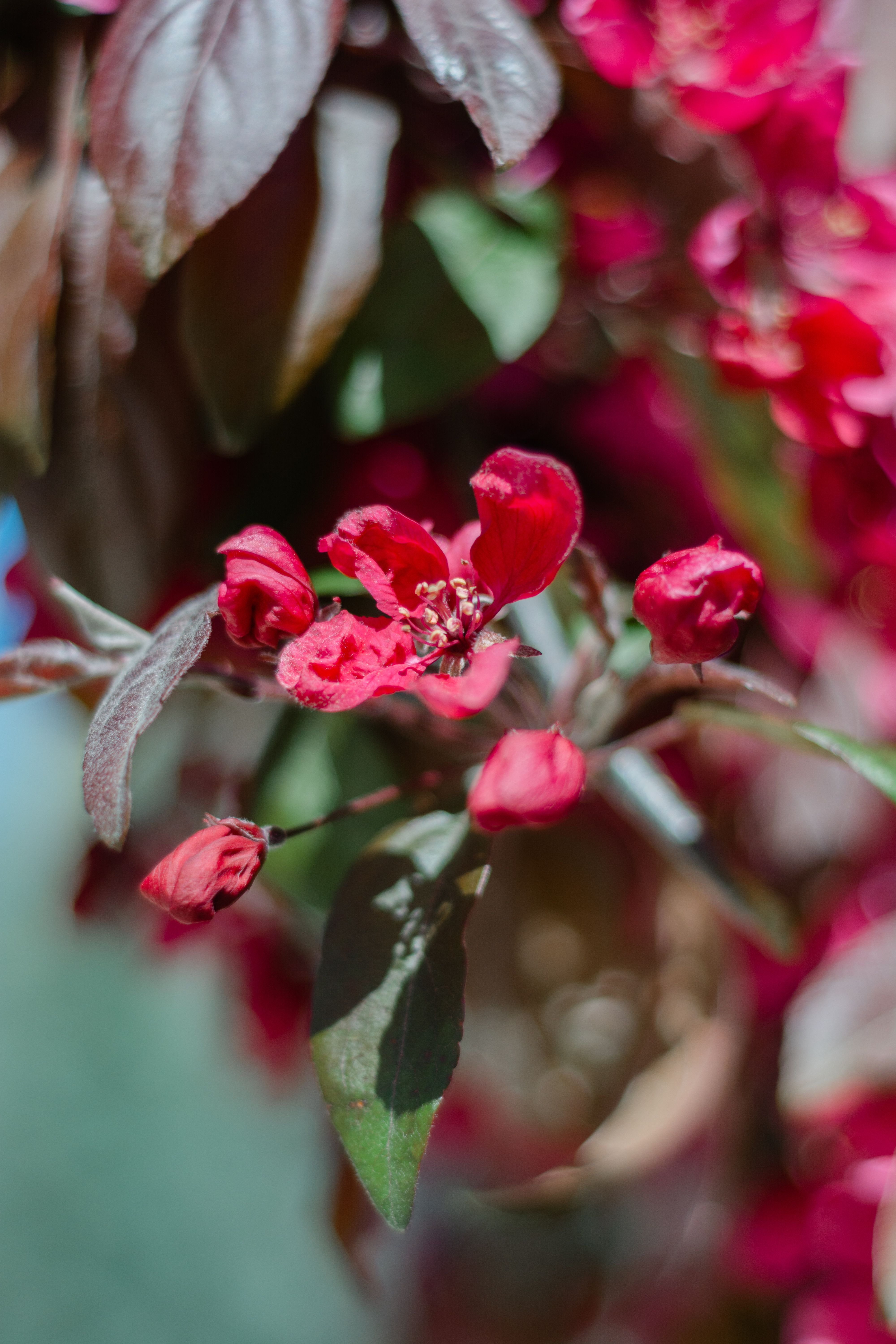A close up of red flowers on a tree · Free Stock Photo