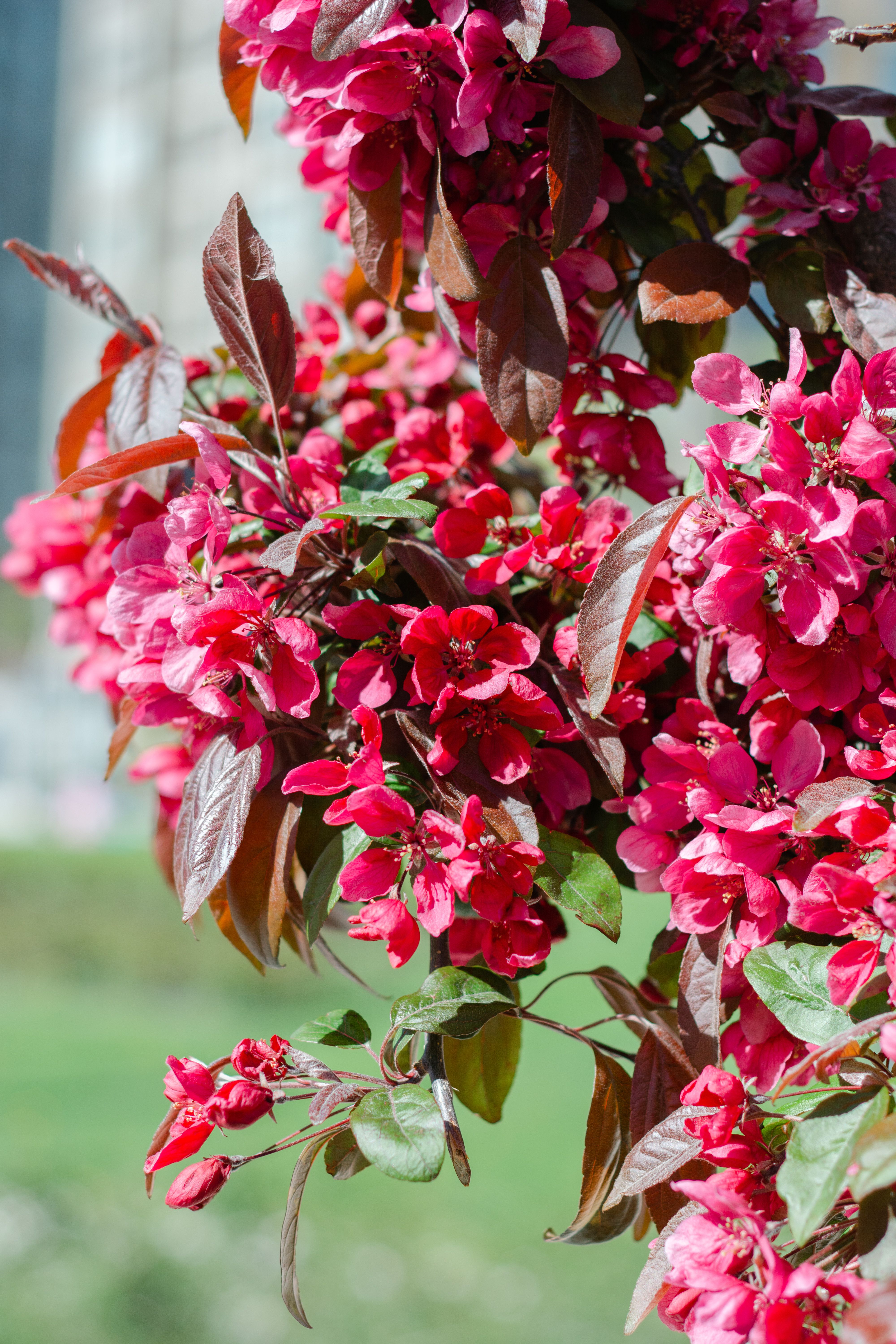 A flowering tree with pink flowers in front of a building · Free Stock ...