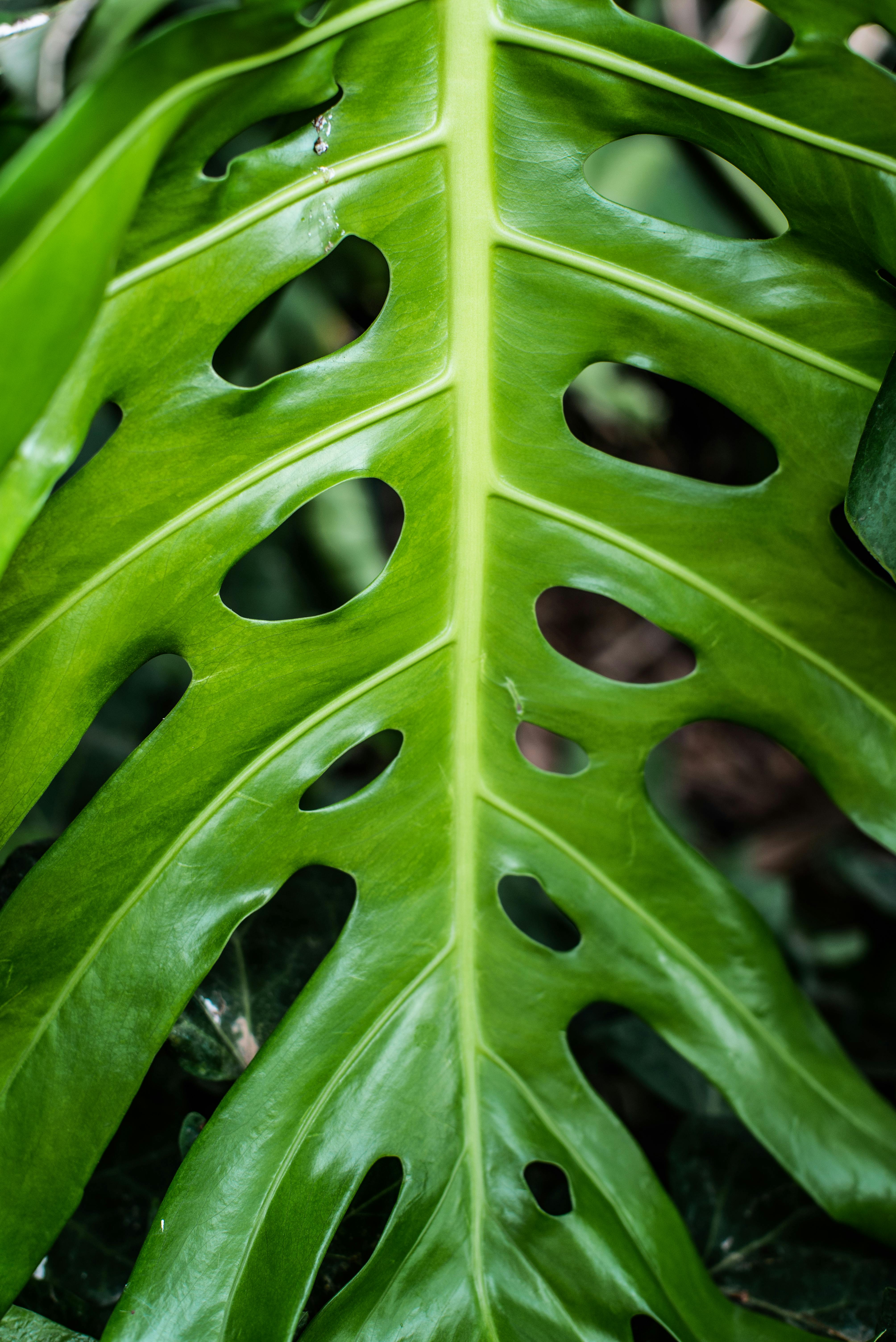 50+ Great Monstera Photos Pexels · Free Stock Photos