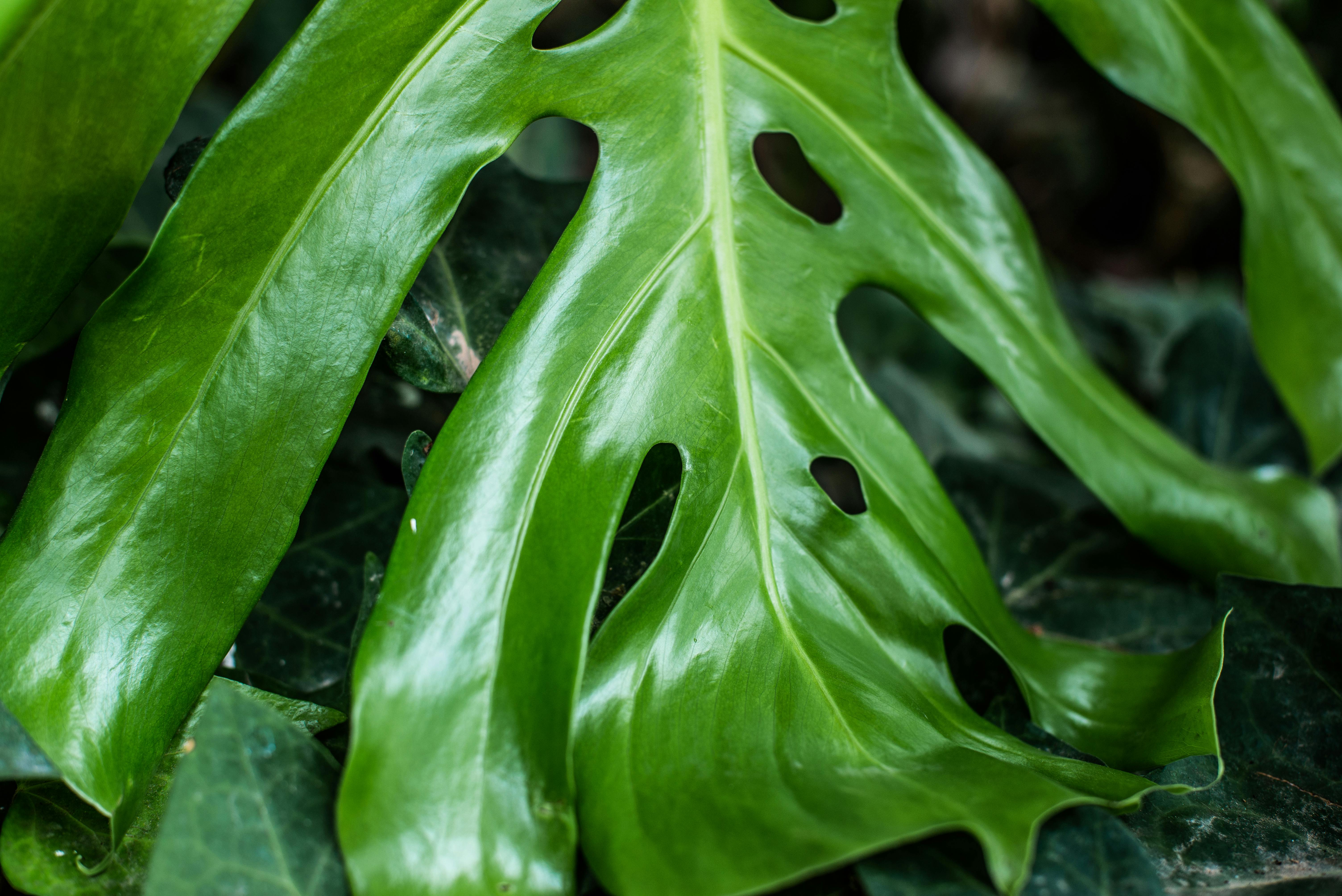 Free stock photo of flora, green, monstera