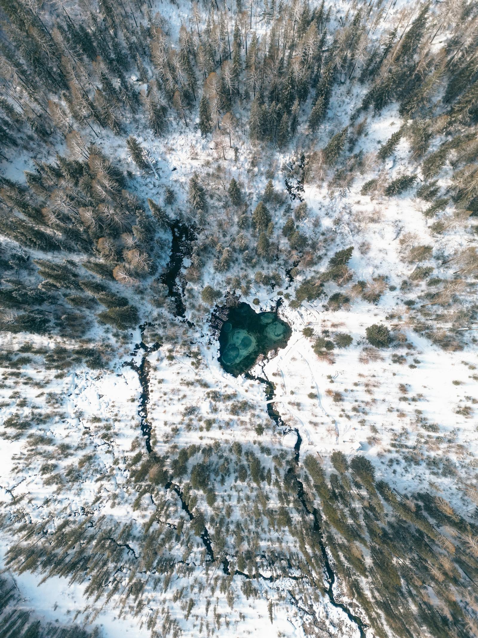 Forest Cold Photos, Download The BEST Free Forest Cold Stock Photos ...