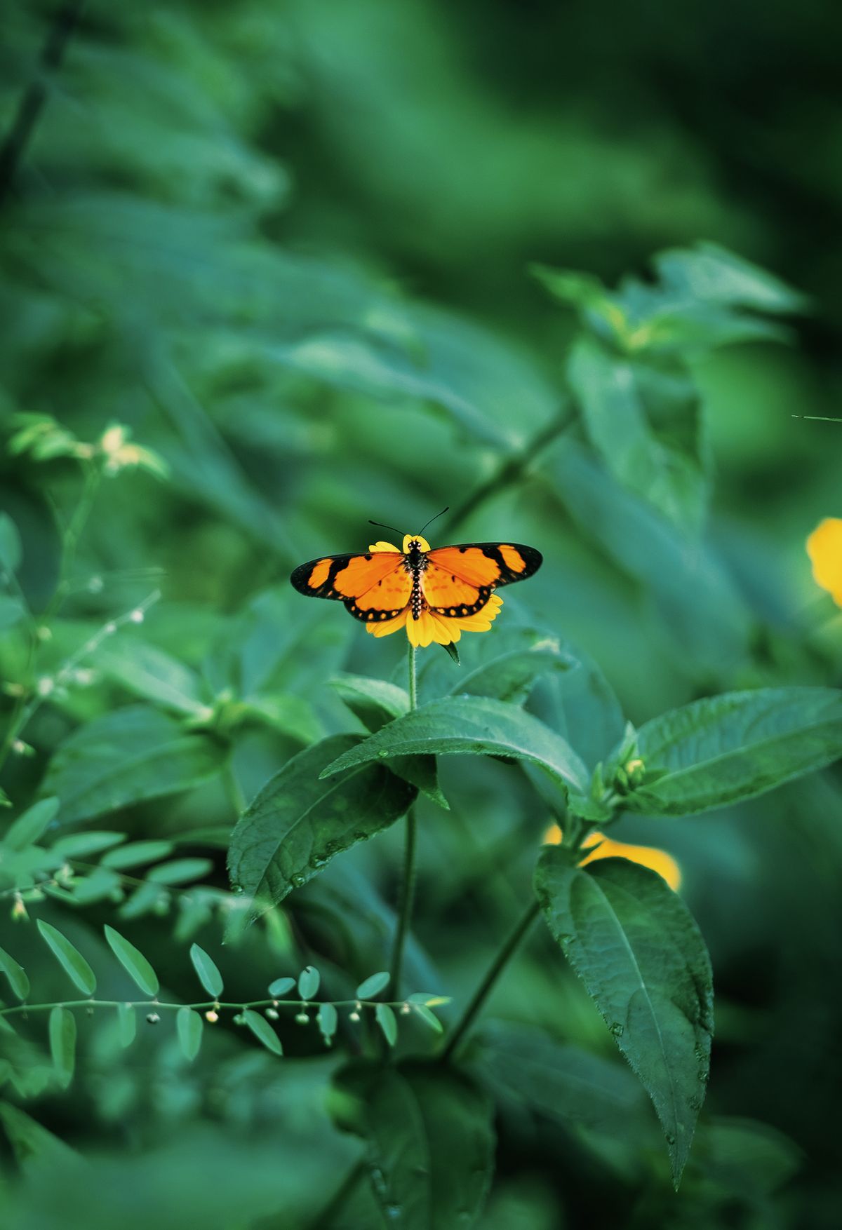 Samsung Butterfly Wallpaper Photos, Download The BEST Free Samsung ...