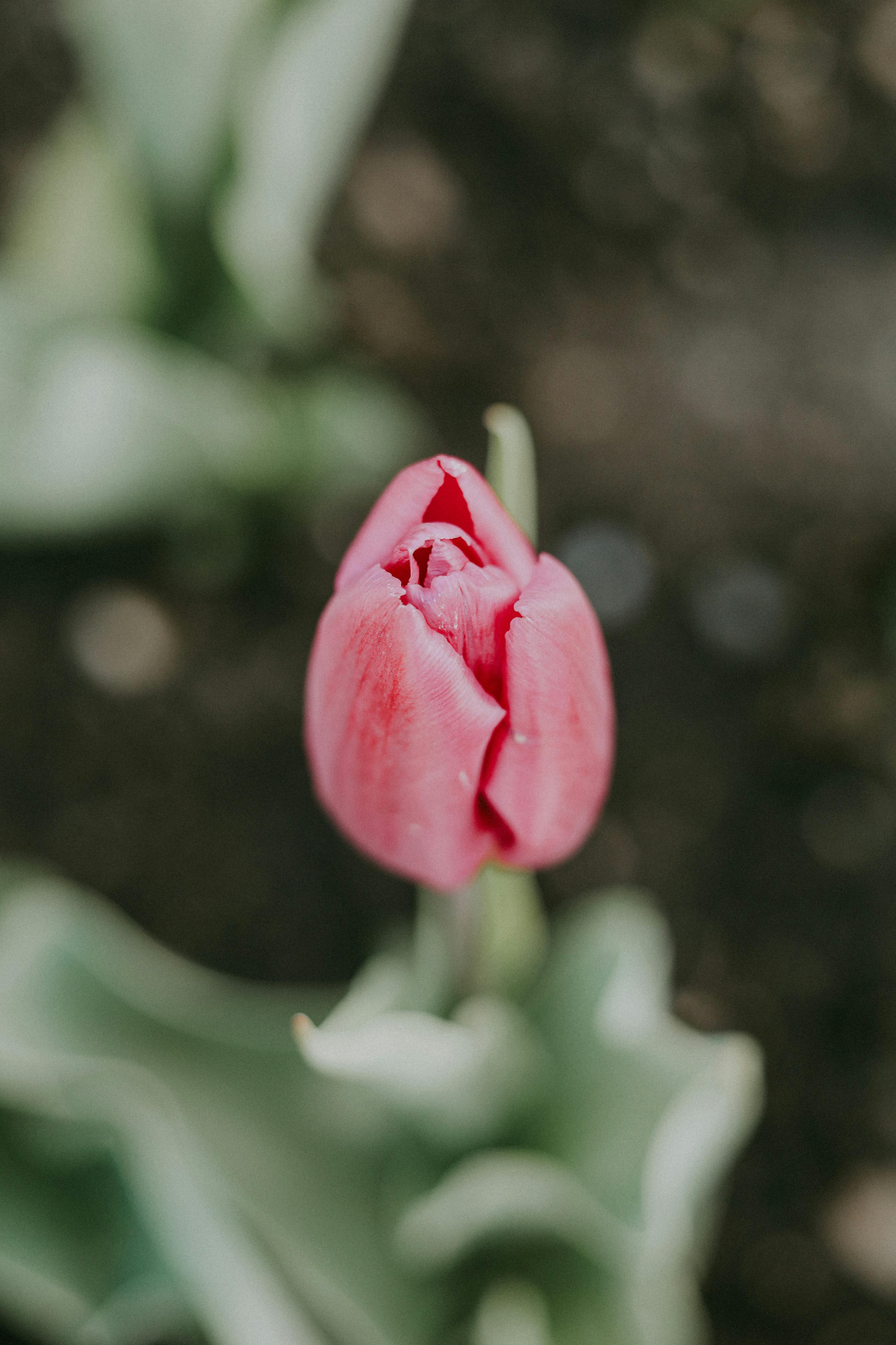 A single pink tulip in a garden · Free Stock Photo