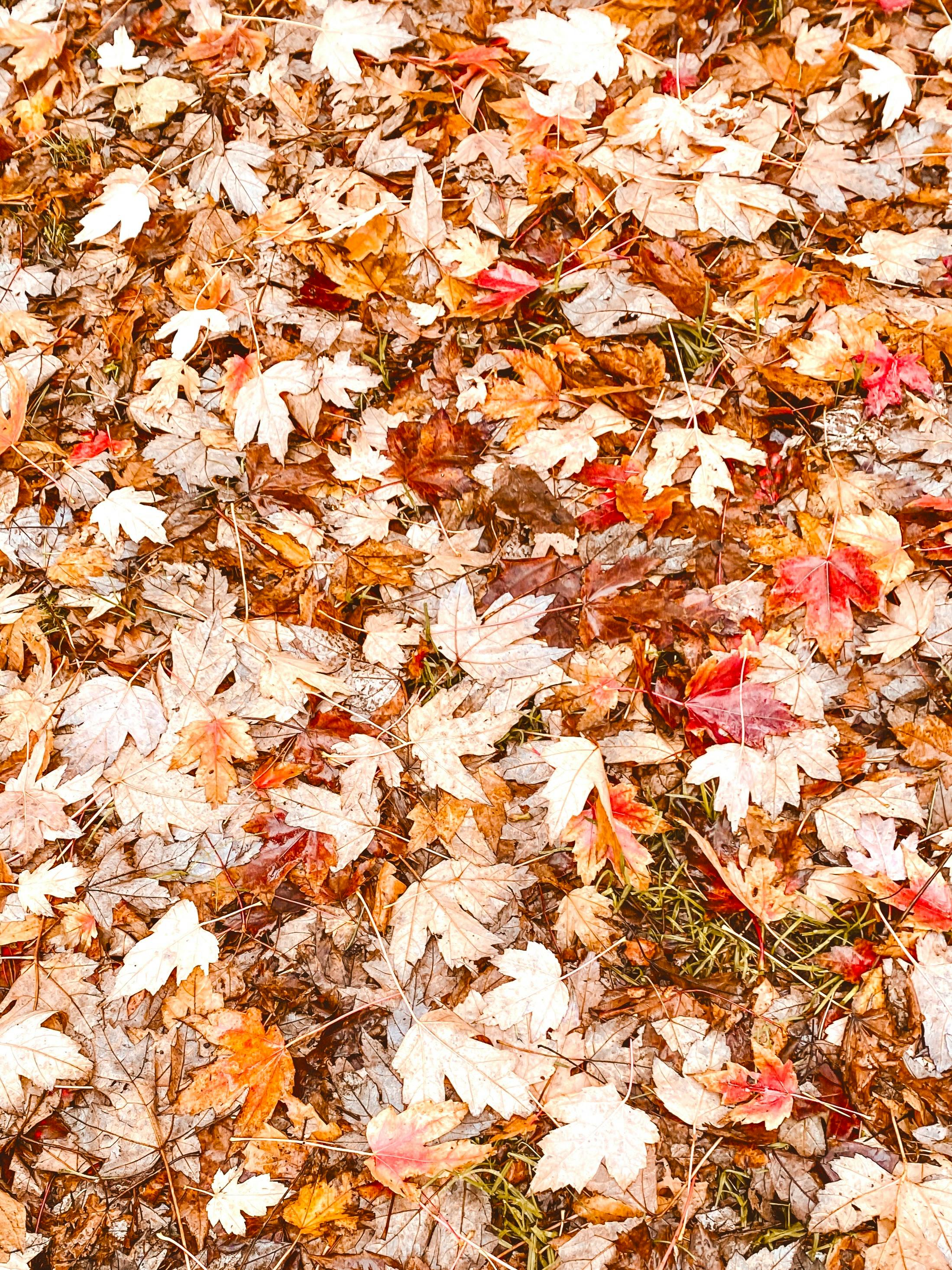 Photograph of Dry Autumn Leaves on the Ground · Free Stock Photo