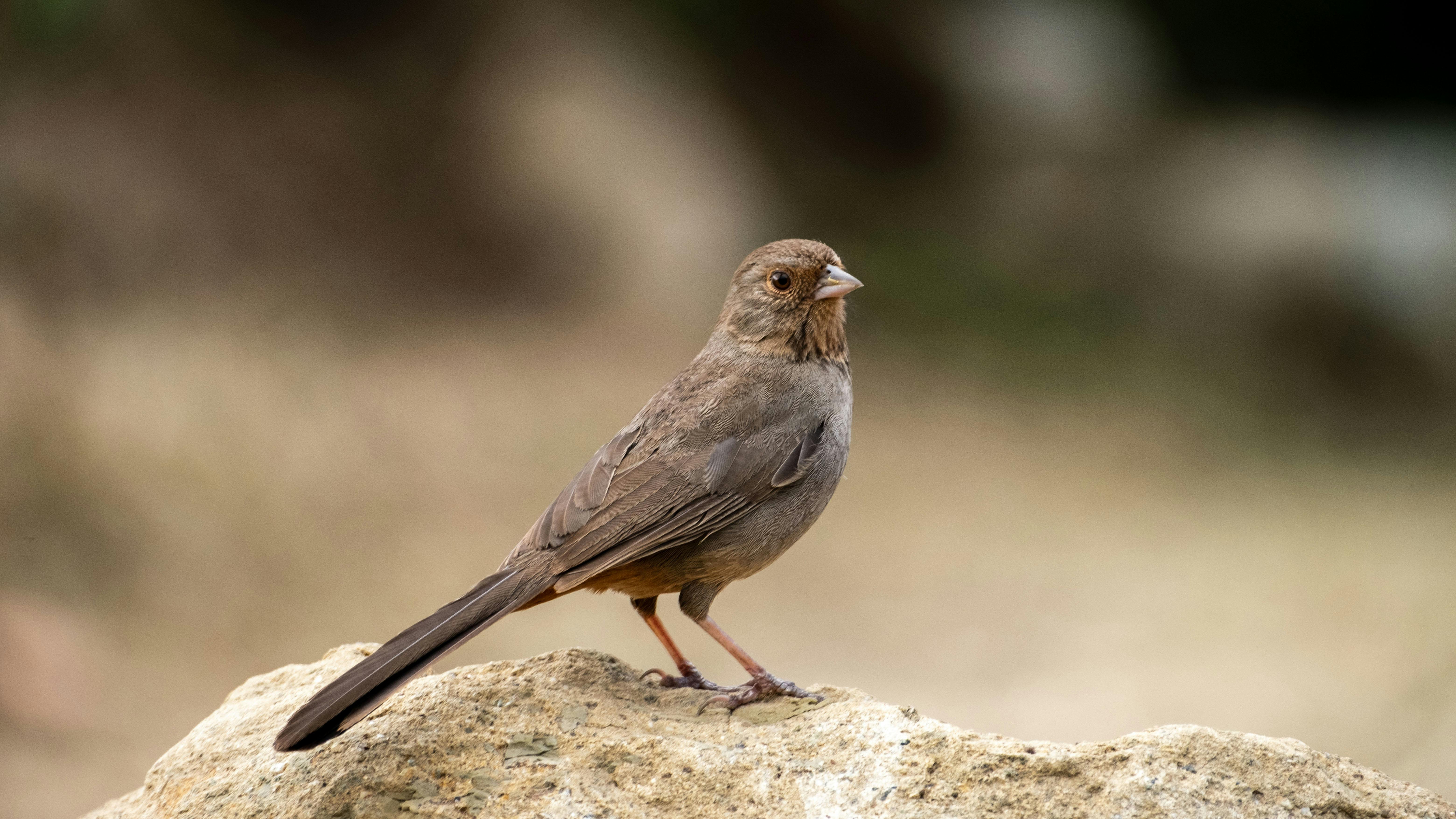 Close-up of a California Towhee · Free Stock Photo